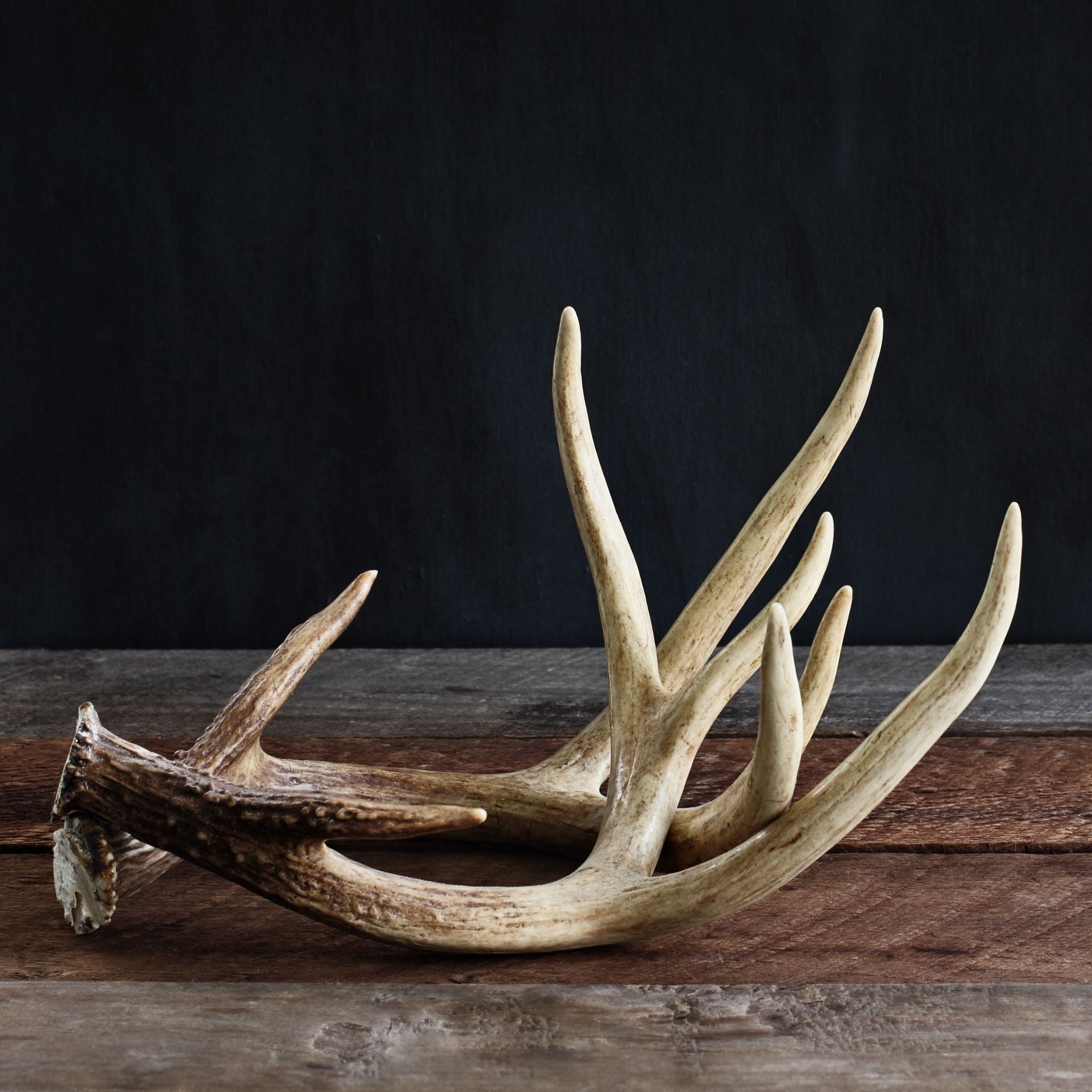 Introduction to NASDA's Shed Dog Class Webinar – Scent Work University