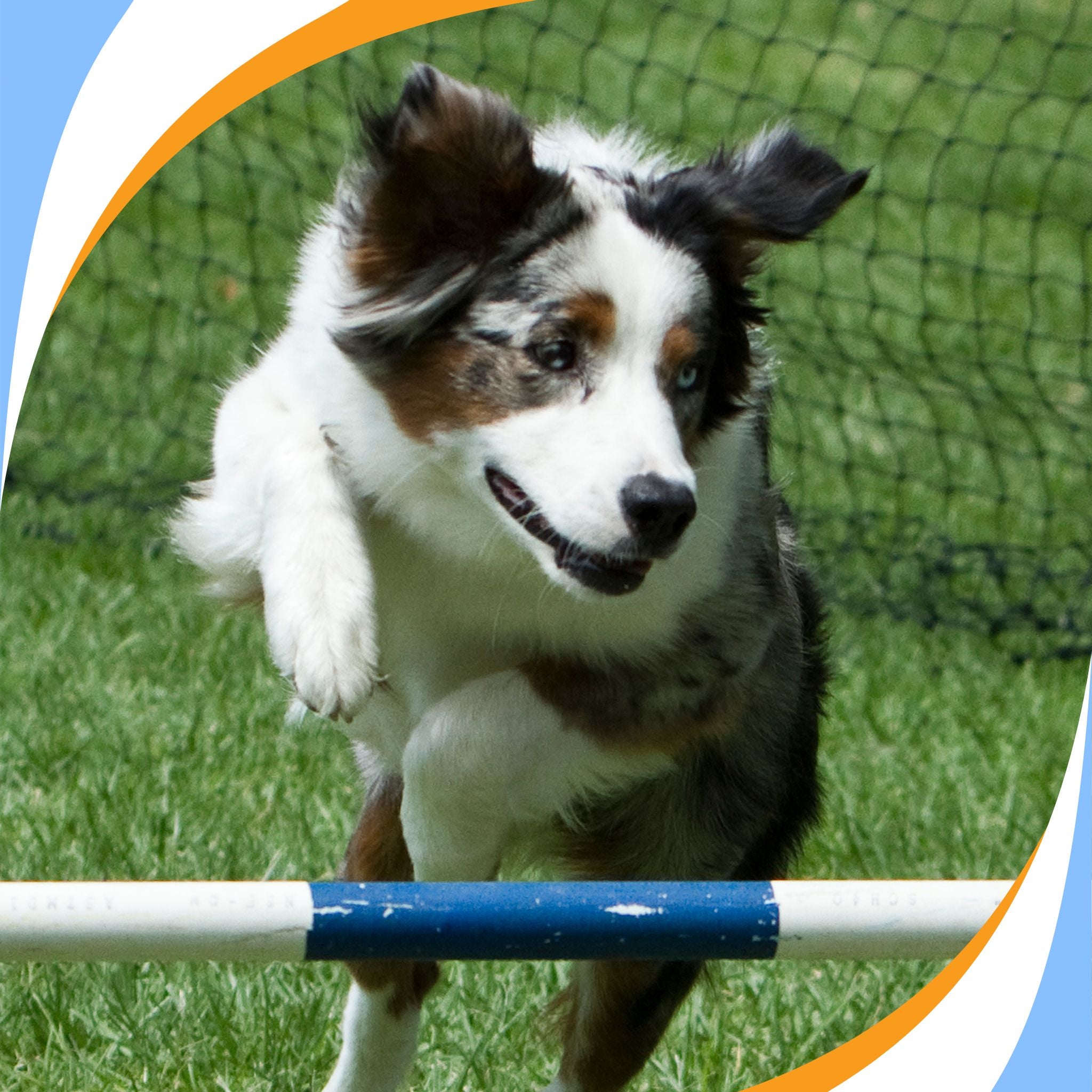 Performance Redefined: Agility to Nosework Webinar – Scent Work University