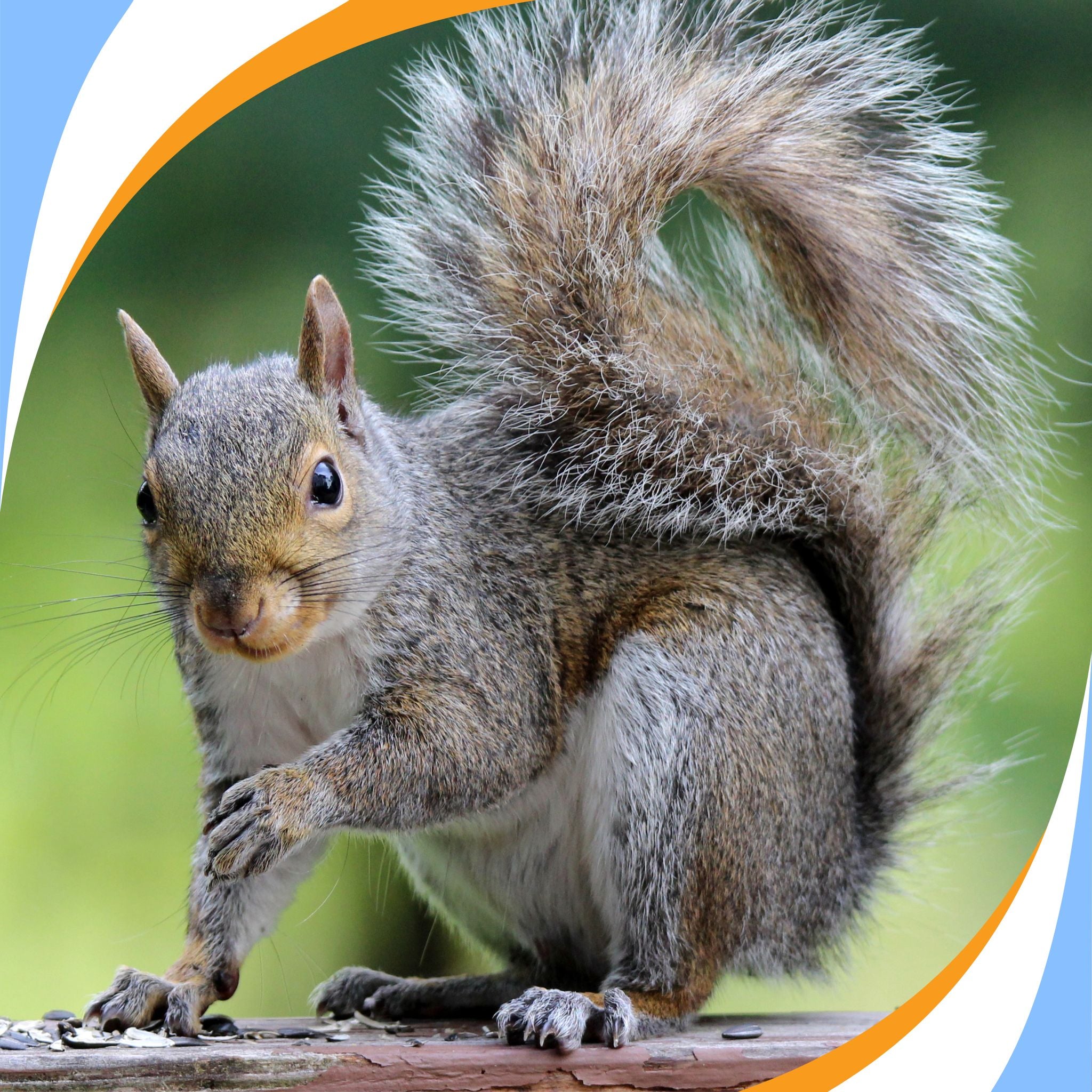 Squirrel! Distractor Training Webinar – Scent Work University