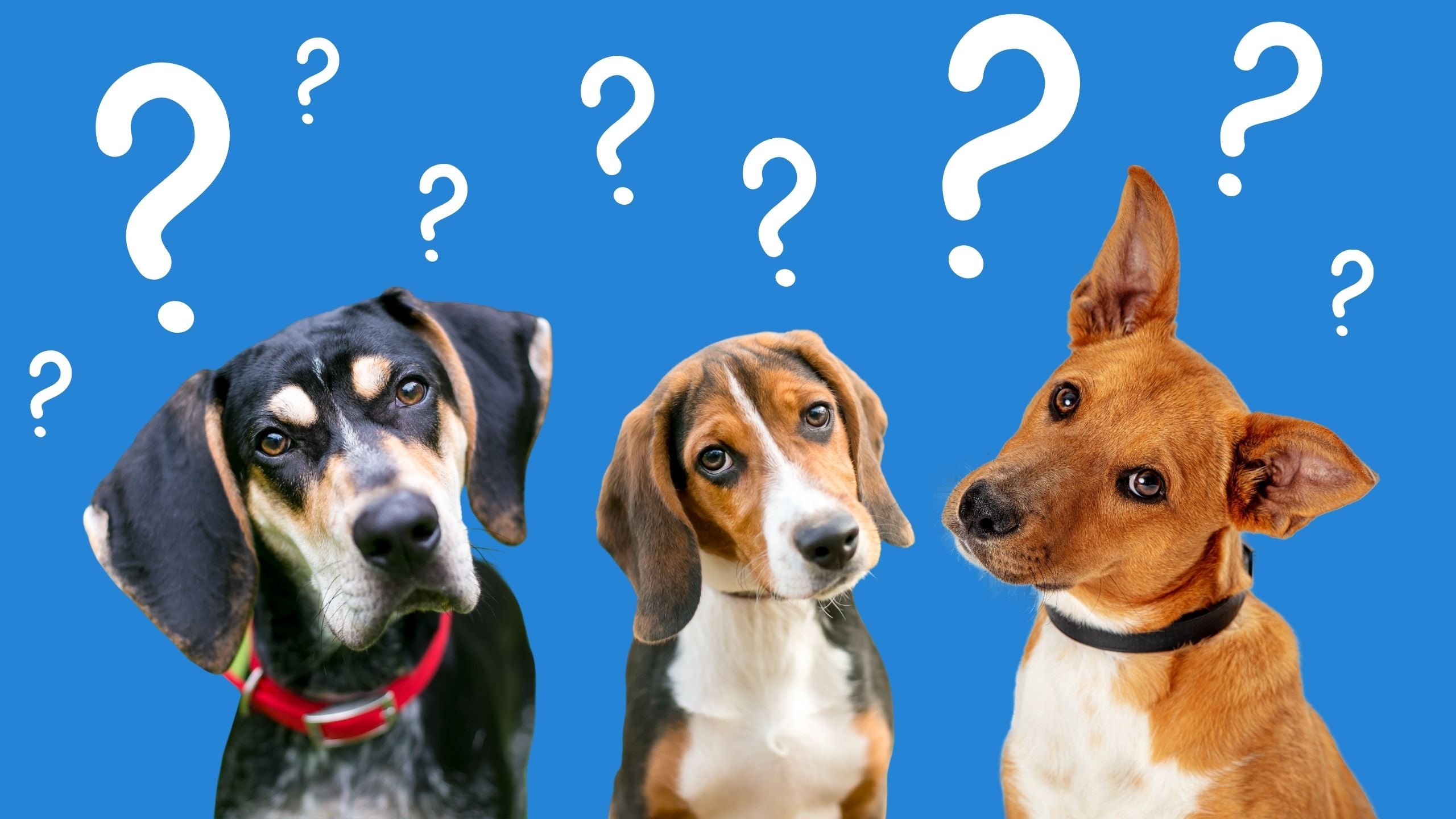 Dog With Question Mark