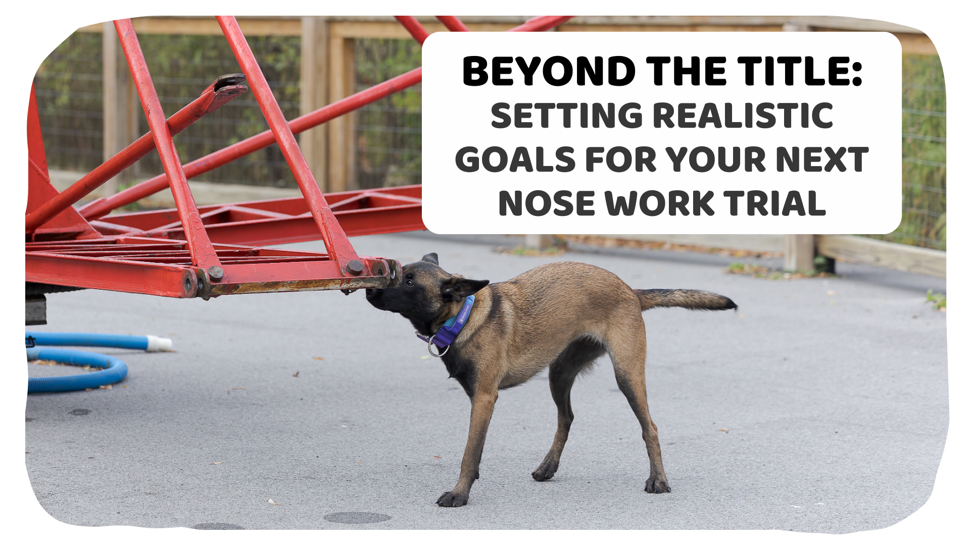 Beyond the Title: Setting Realistic Goals for Your Next Nose Work Tria ...