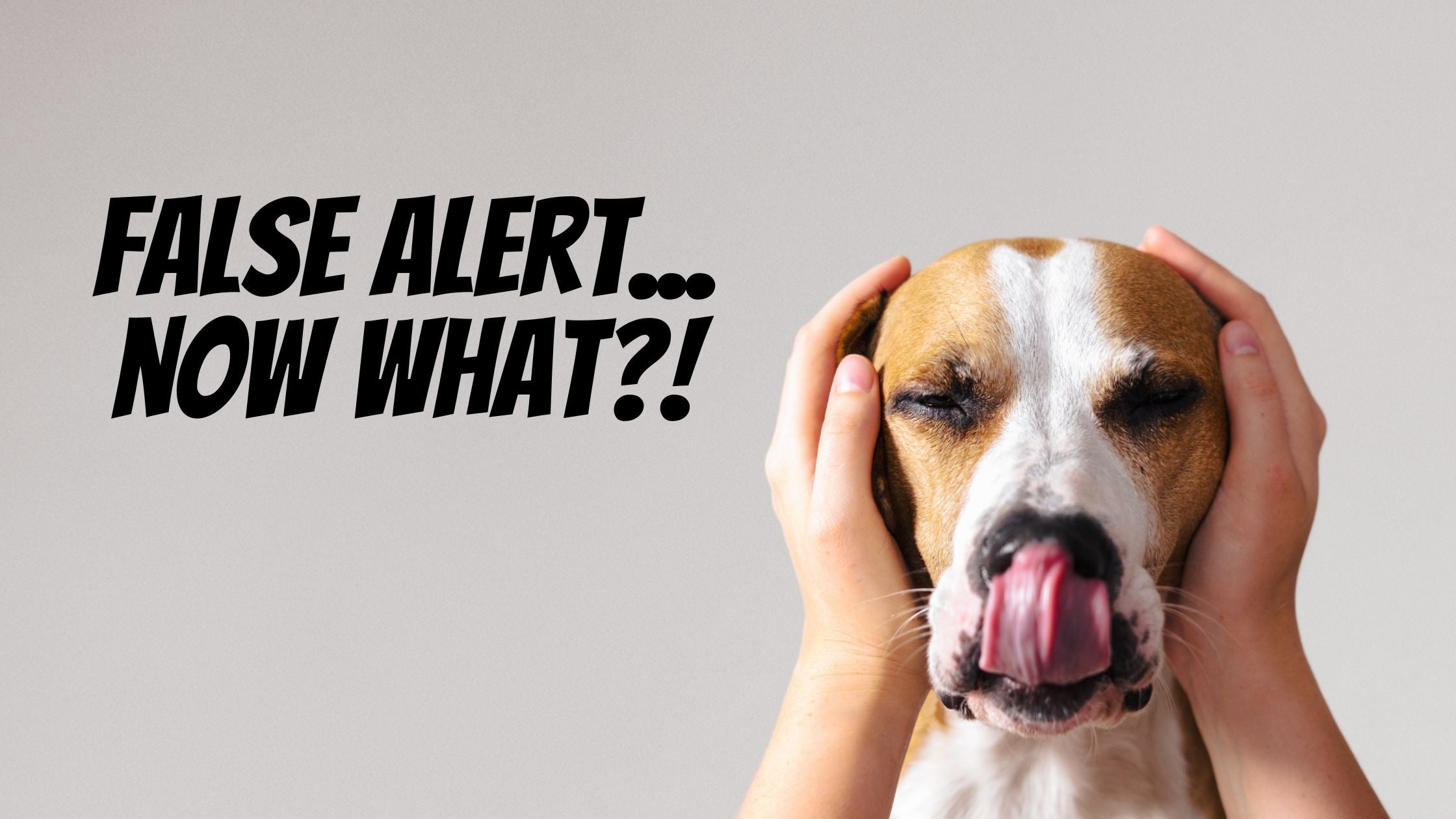 False Alert..Now What?! – Scent Work University