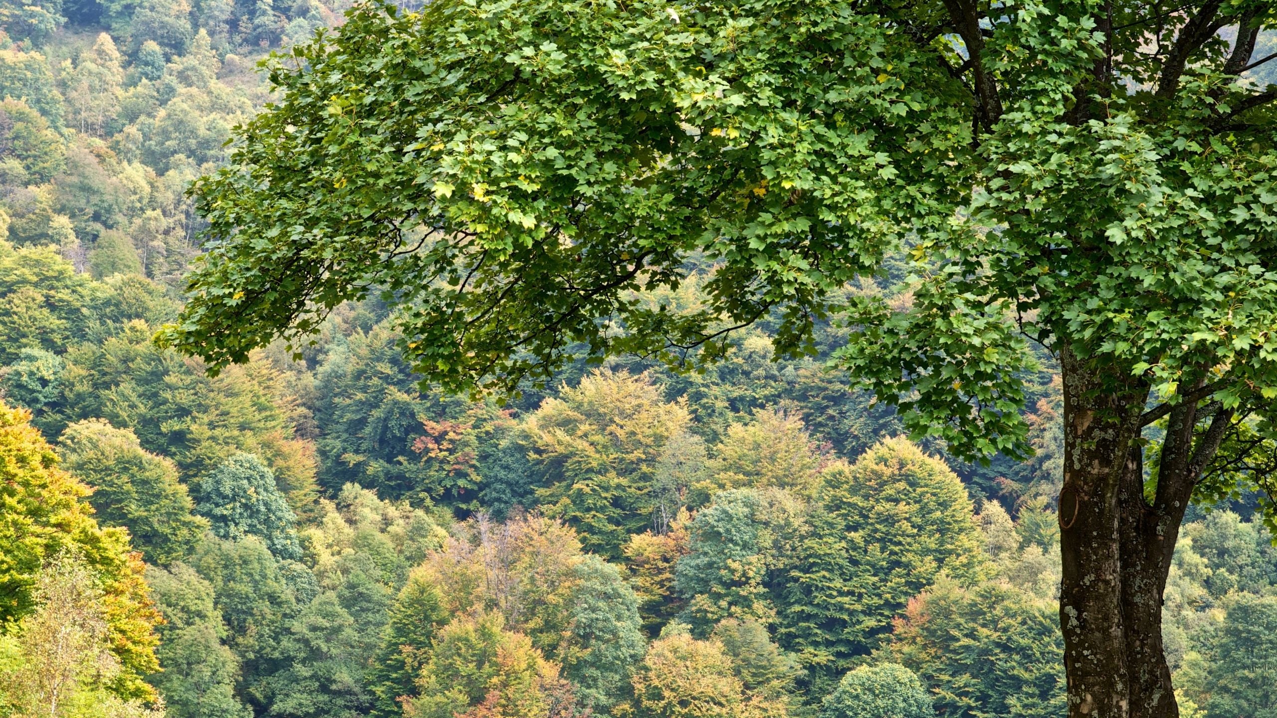 Where We See a Tree, Our Dog Sees a Forest – Scent Work University