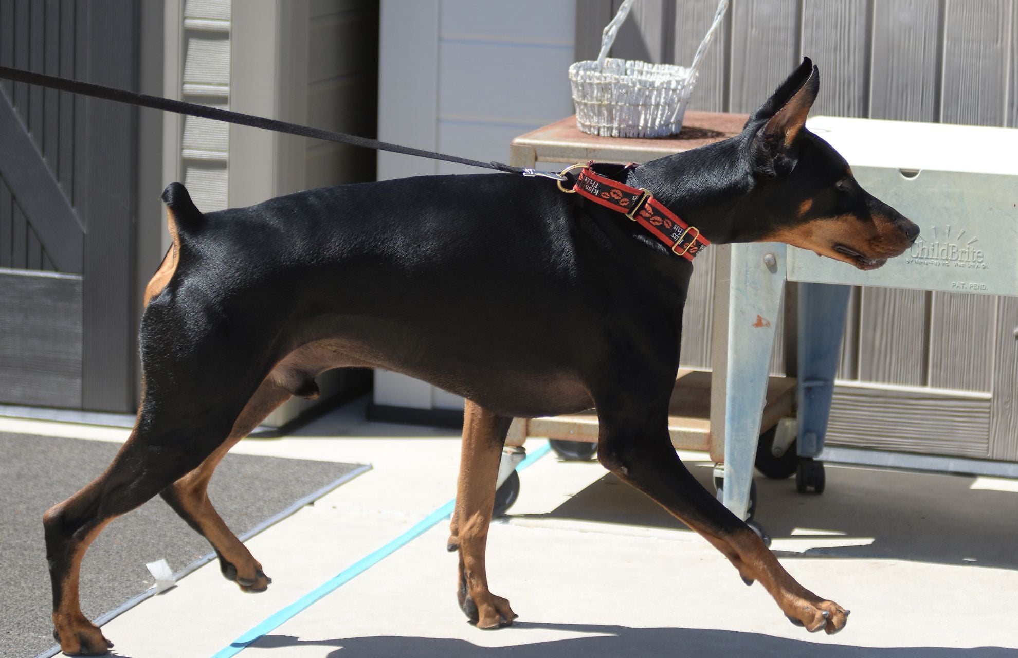 Scent Work is Magical – Scent Work University