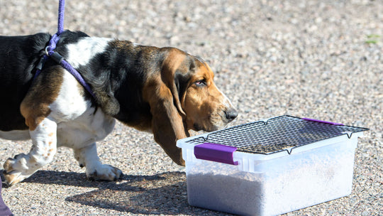 AKC Scent Work Program – Scent Work University