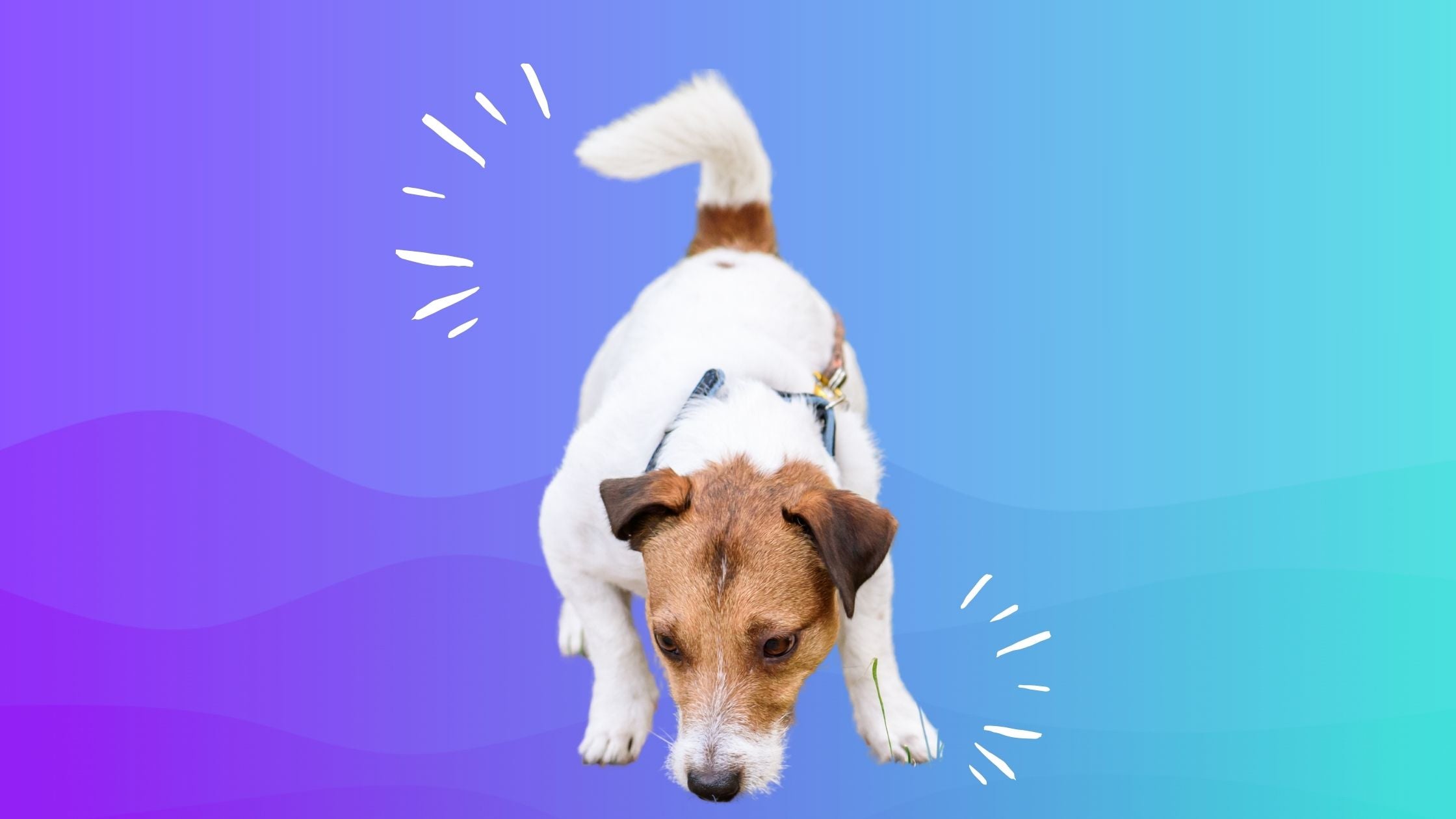 AKC Scent Work Course Package – Scent Work University