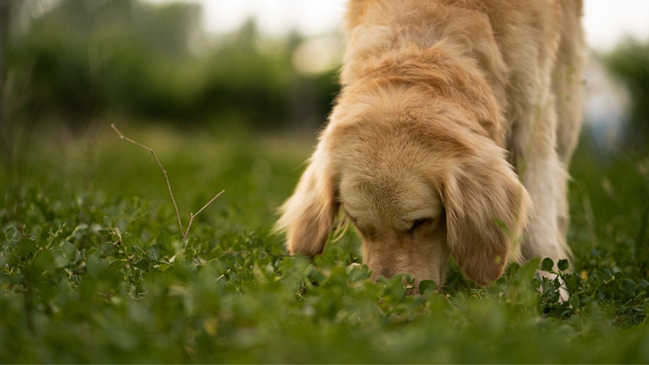 CSW Evaluator Resources – Scent Work University