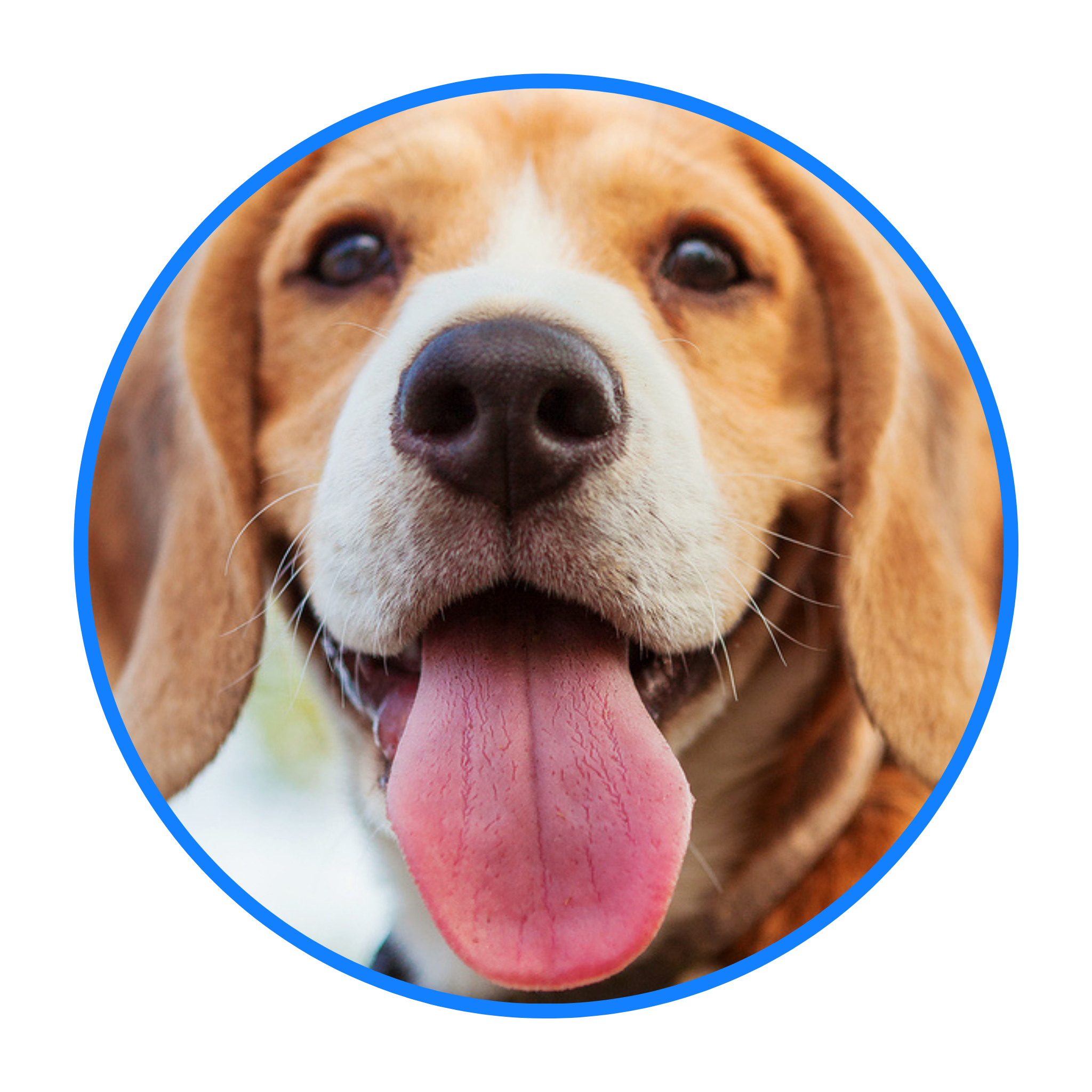 Getting Started in Scent Work – Scent Work University