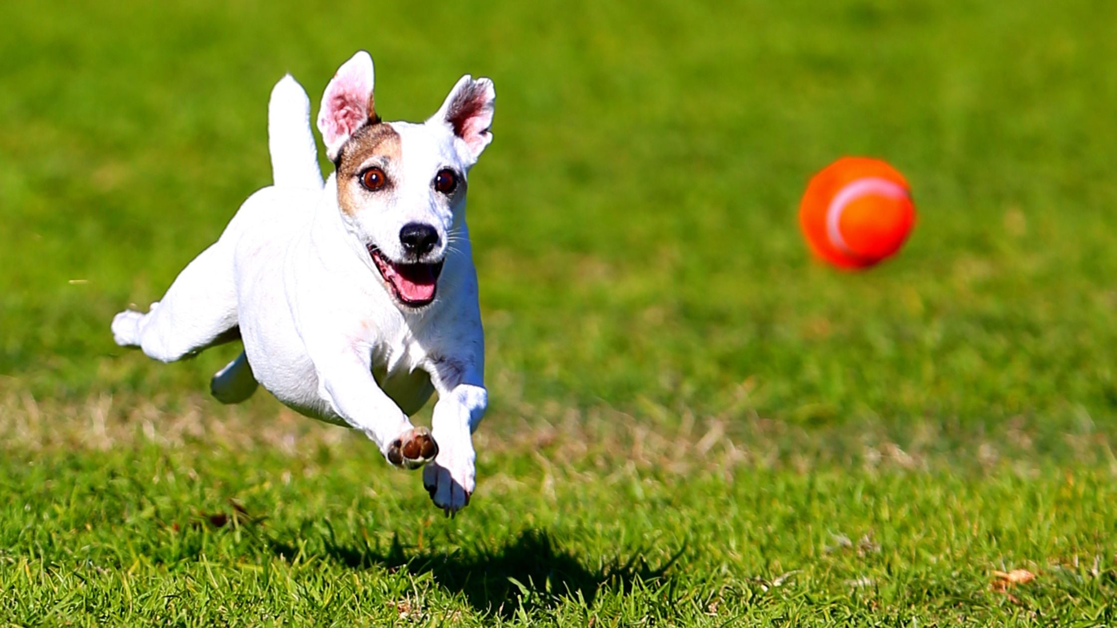 High-Drive Dogs – Scent Work University