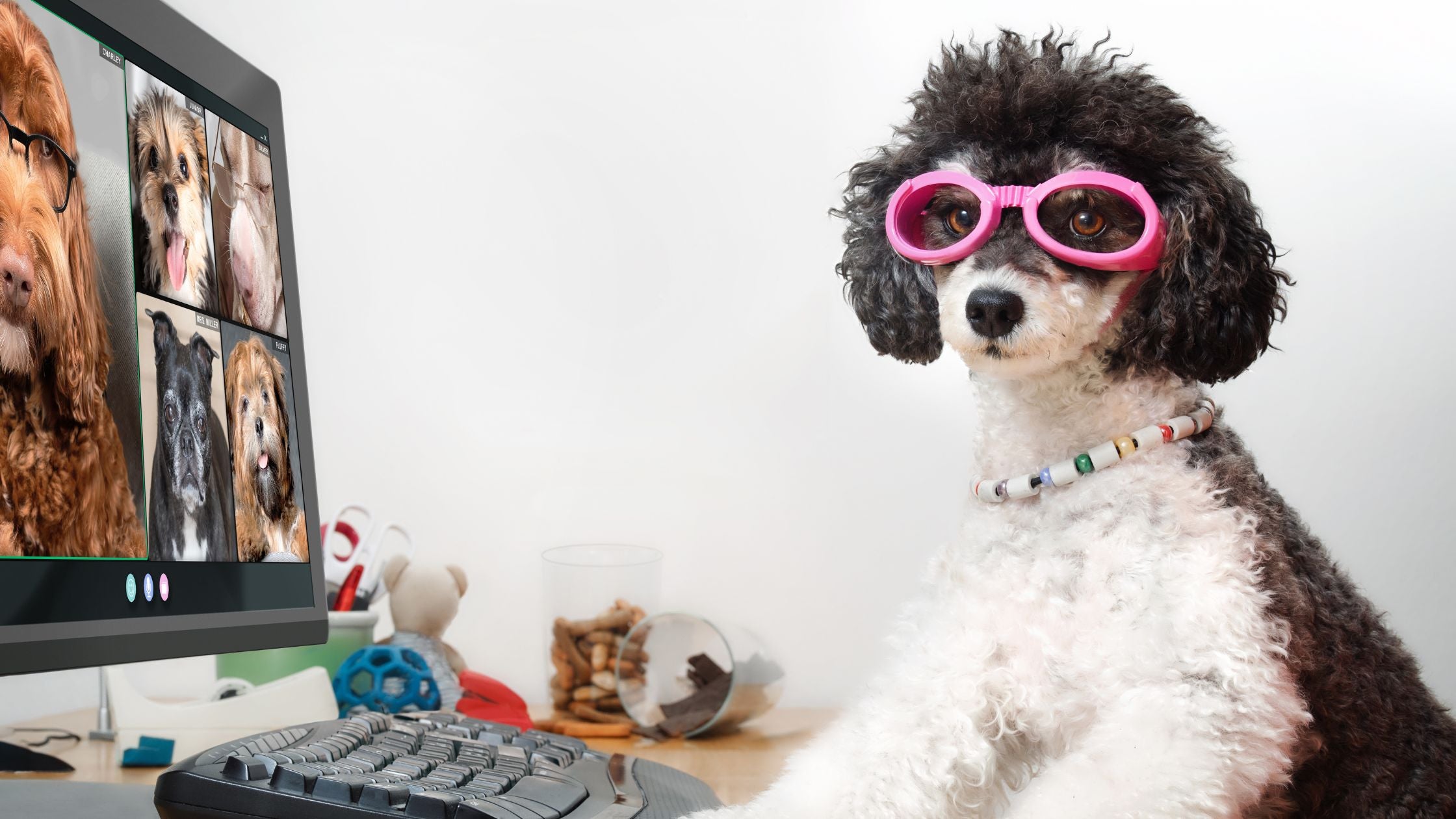 Latest Releases – Scent Work University