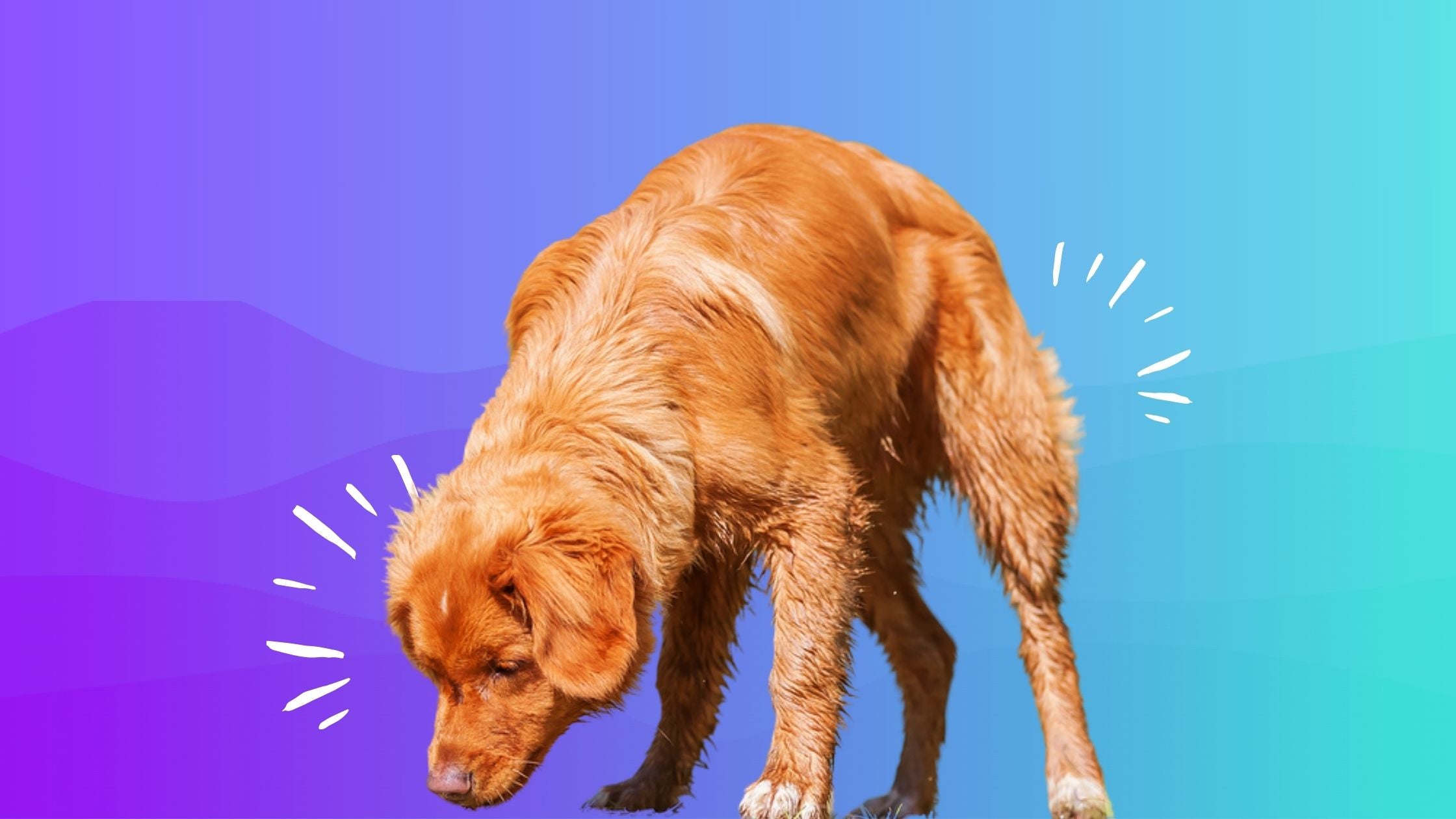 NACSW Course Package – Scent Work University