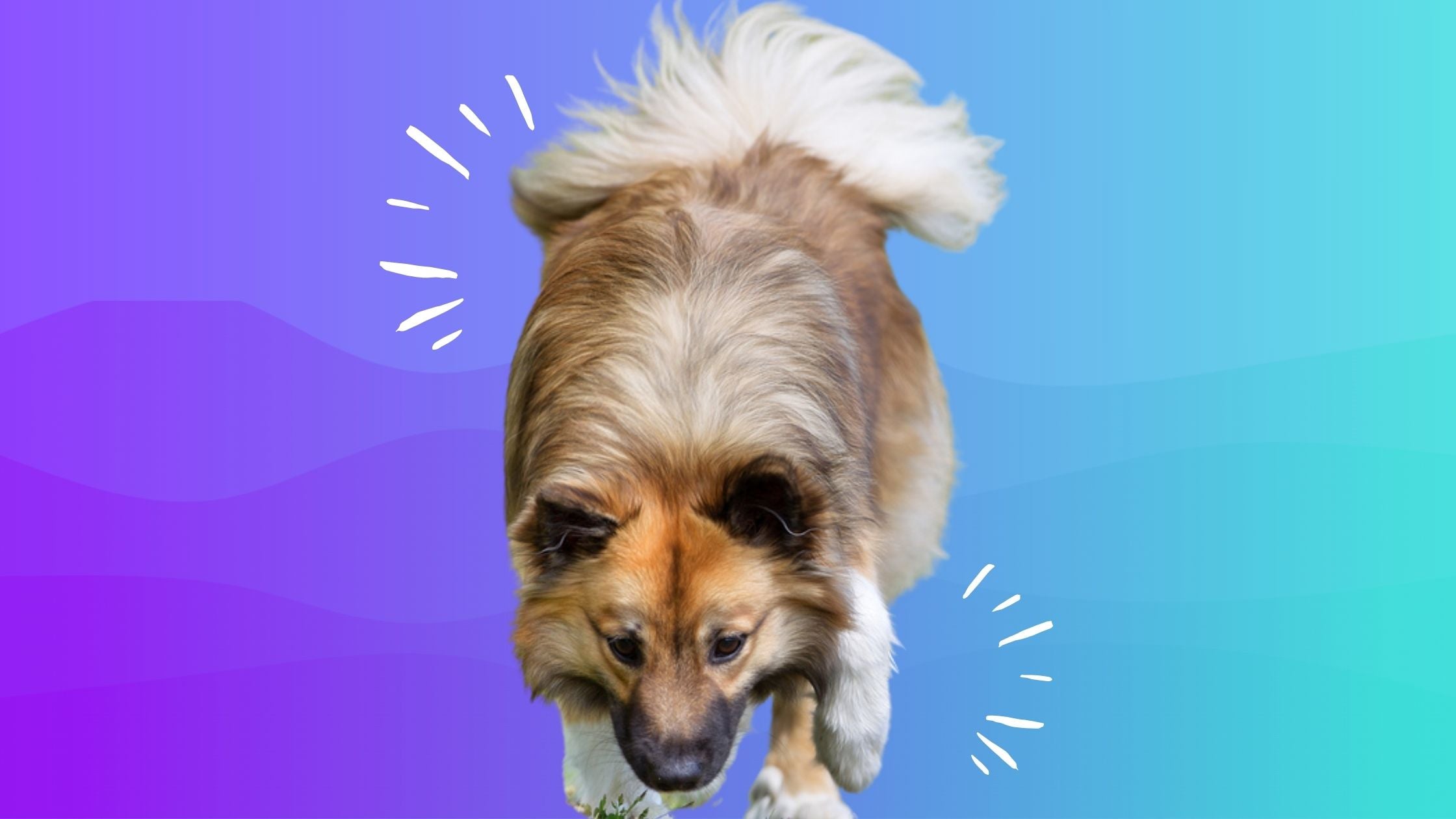 Foundation Scent Work Course Package – Scent Work University