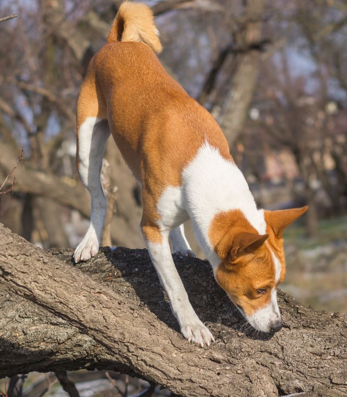 Scent Work University