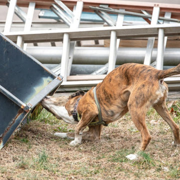 NACSW Program – Scent Work University