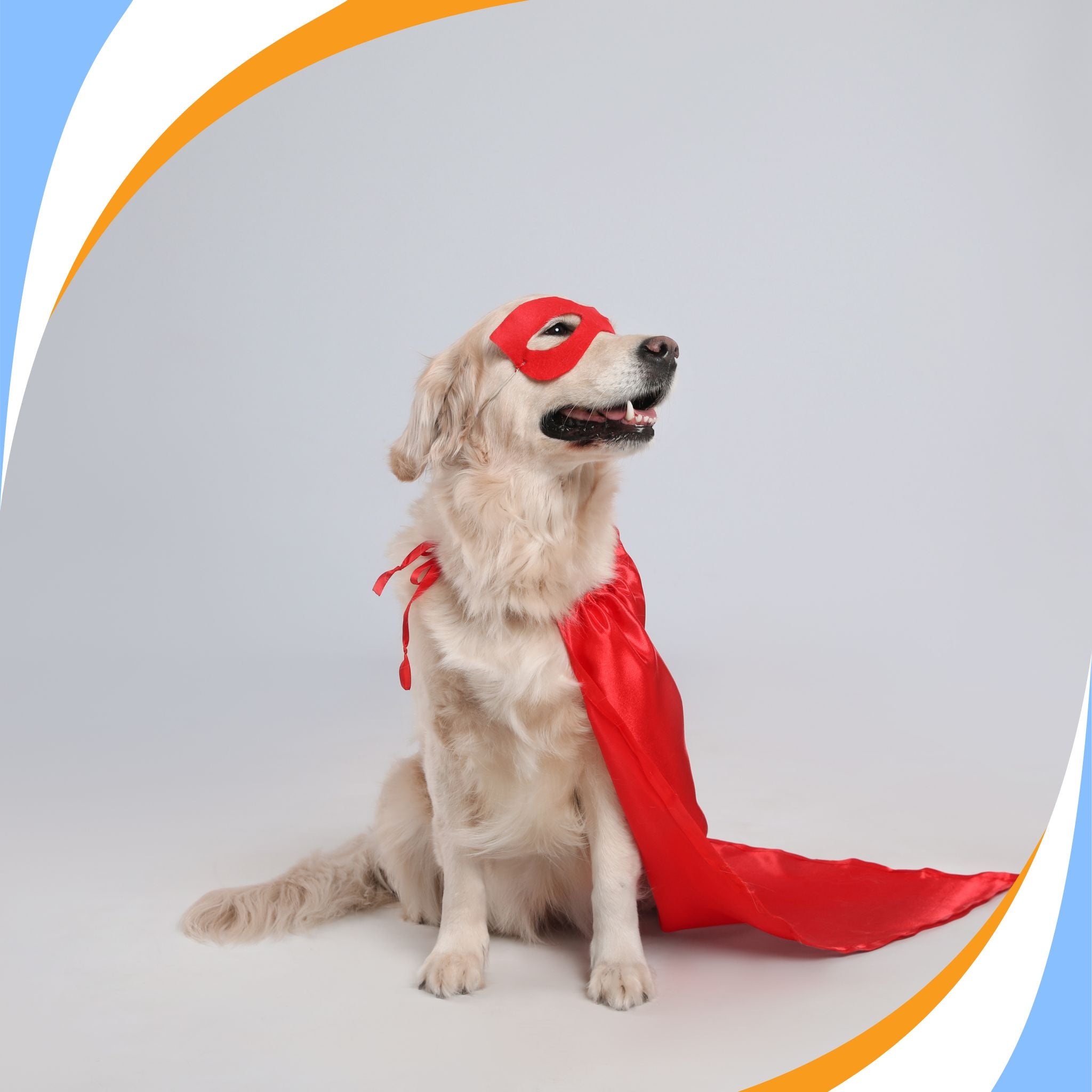 Be Brave: Using Scent Work to Build Confidence Webinar – Scent Work ...