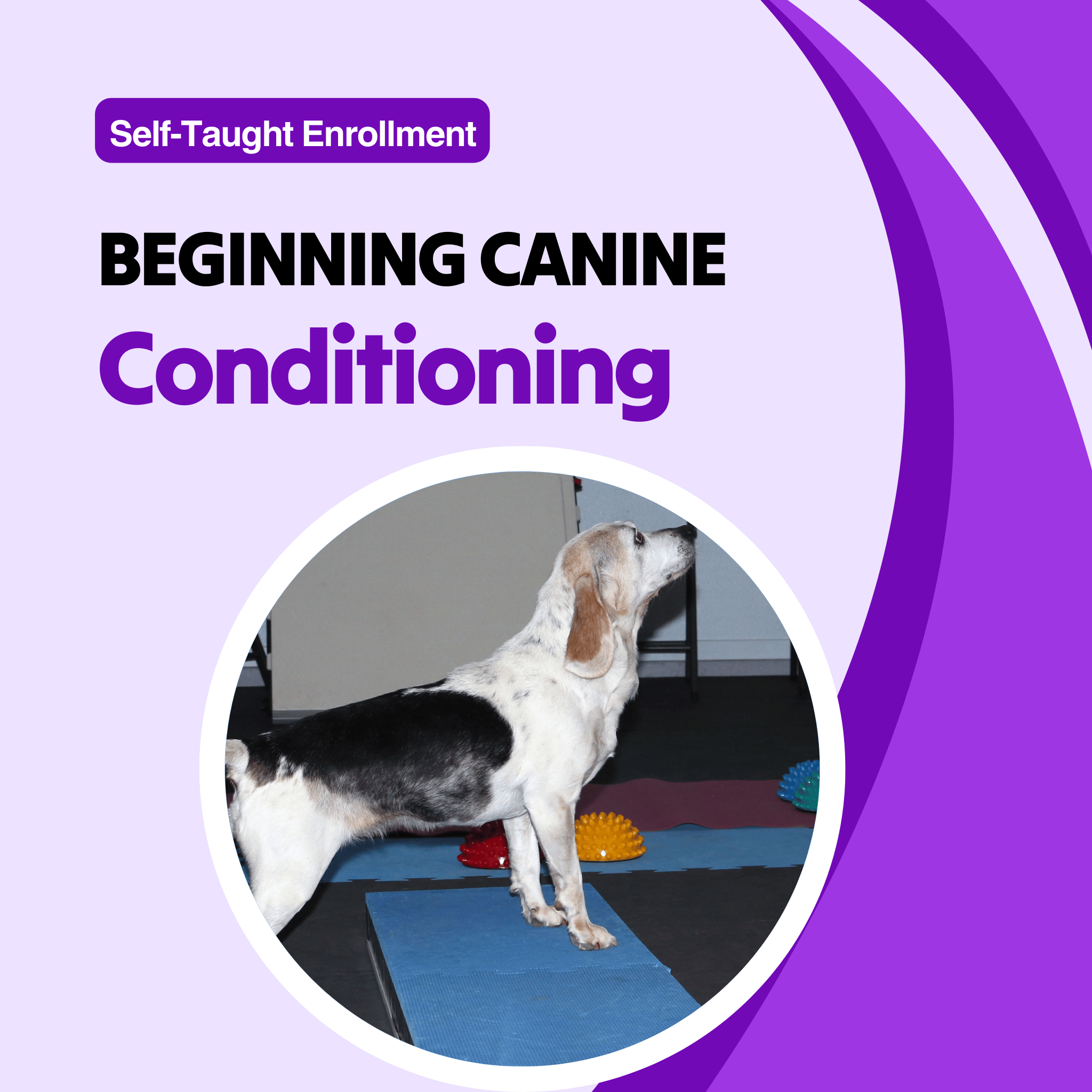 Beginning Canine Conditioning – Scent Work University