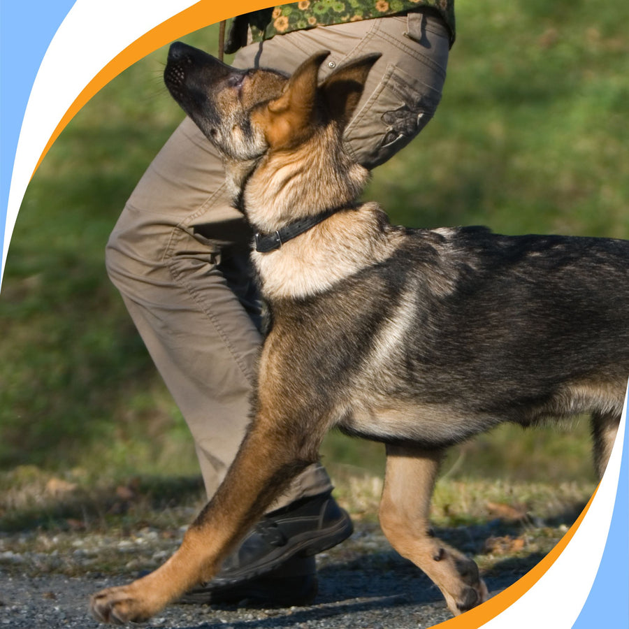 Bringing Experience to the Nose Game: Starting Strong in Scent Work We ...