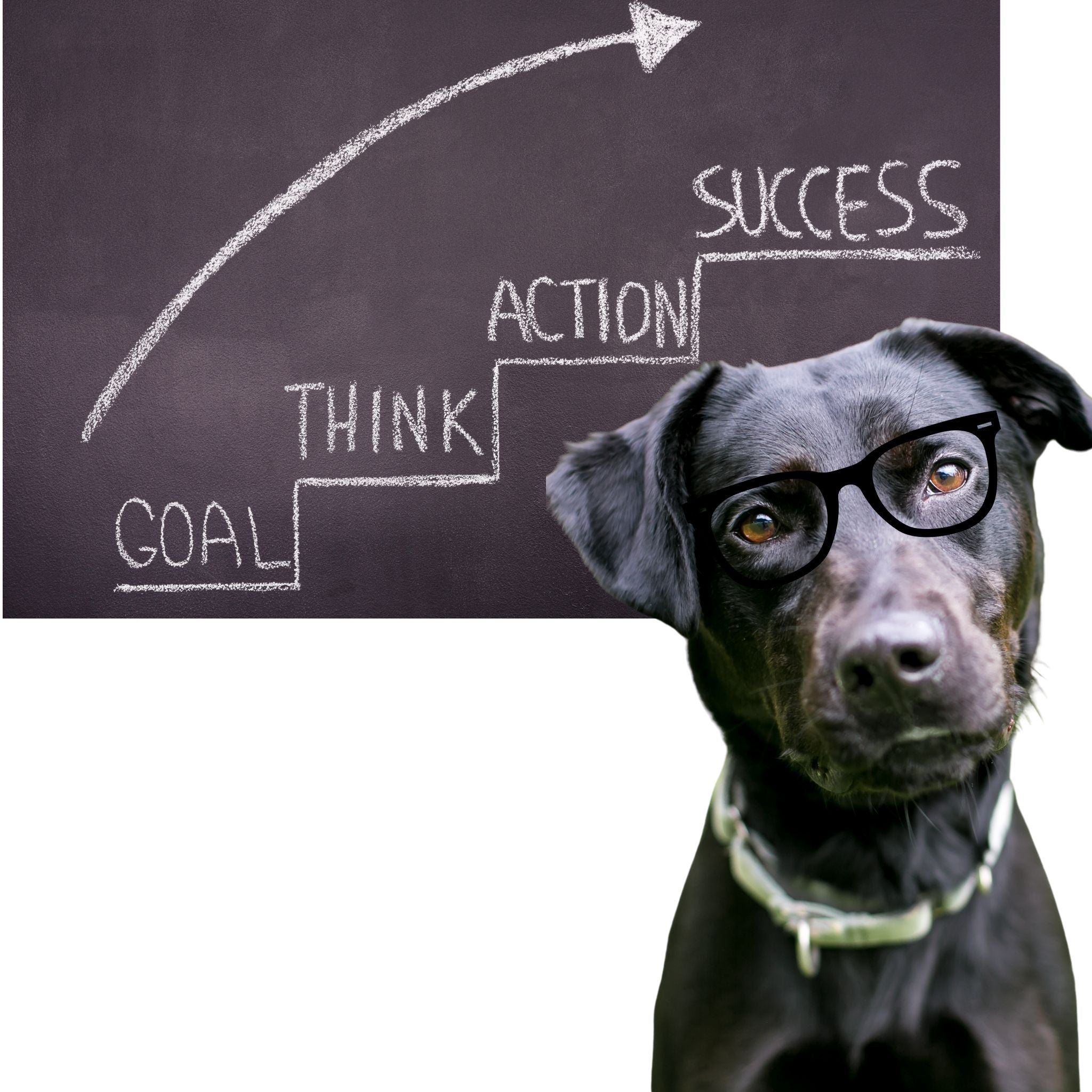 Building an Effective Nosework Training Plan for Dog Owners Webinar ...