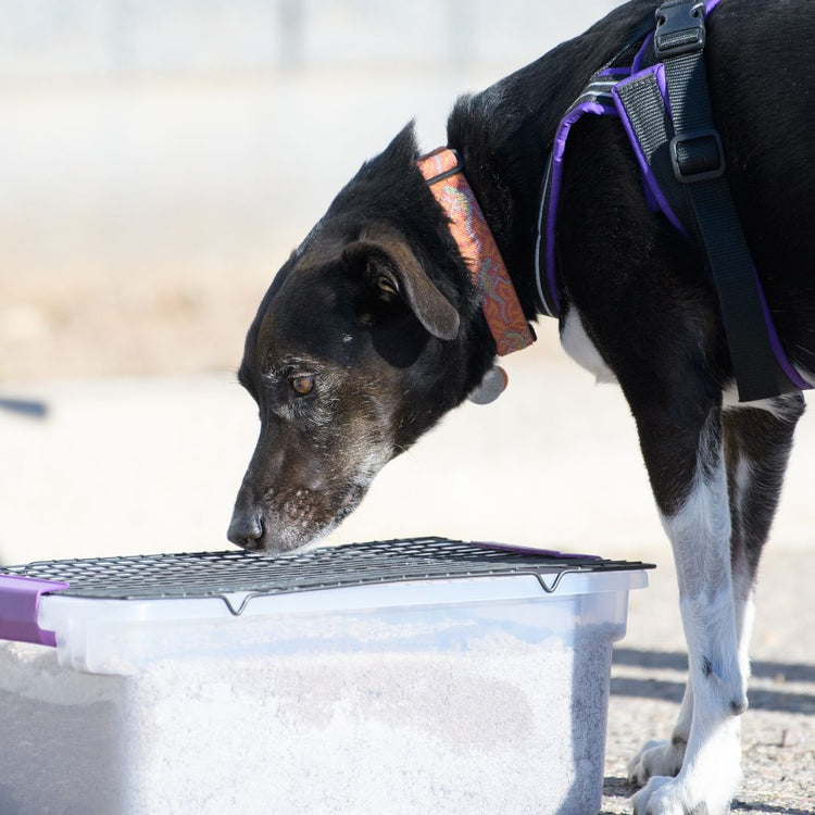 Find Your Program – Scent Work University