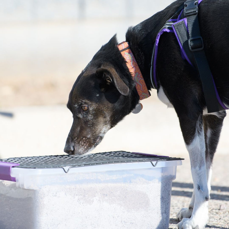 We've Got You Covered – Scent Work University