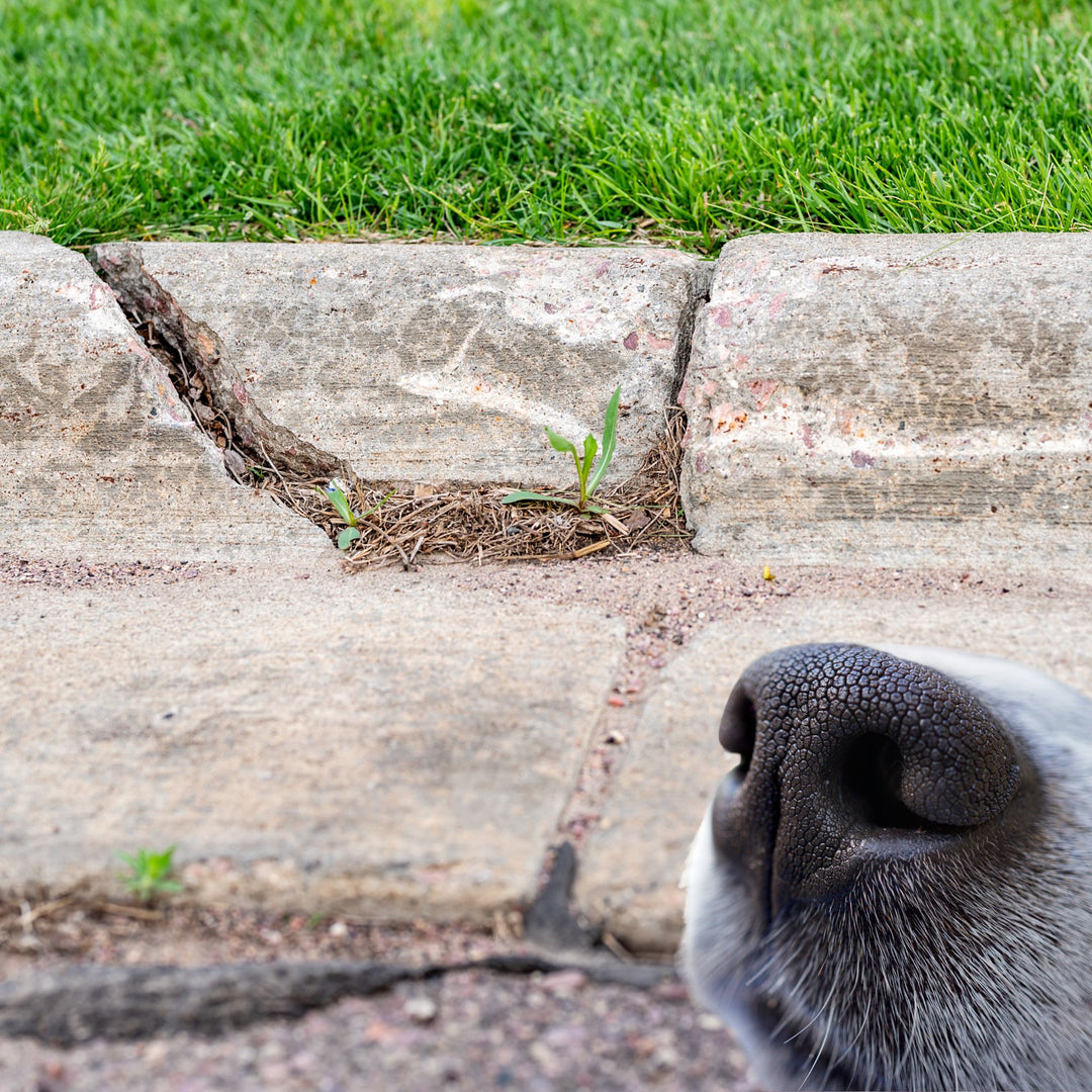 Meet Holly Bushard – Scent Work University