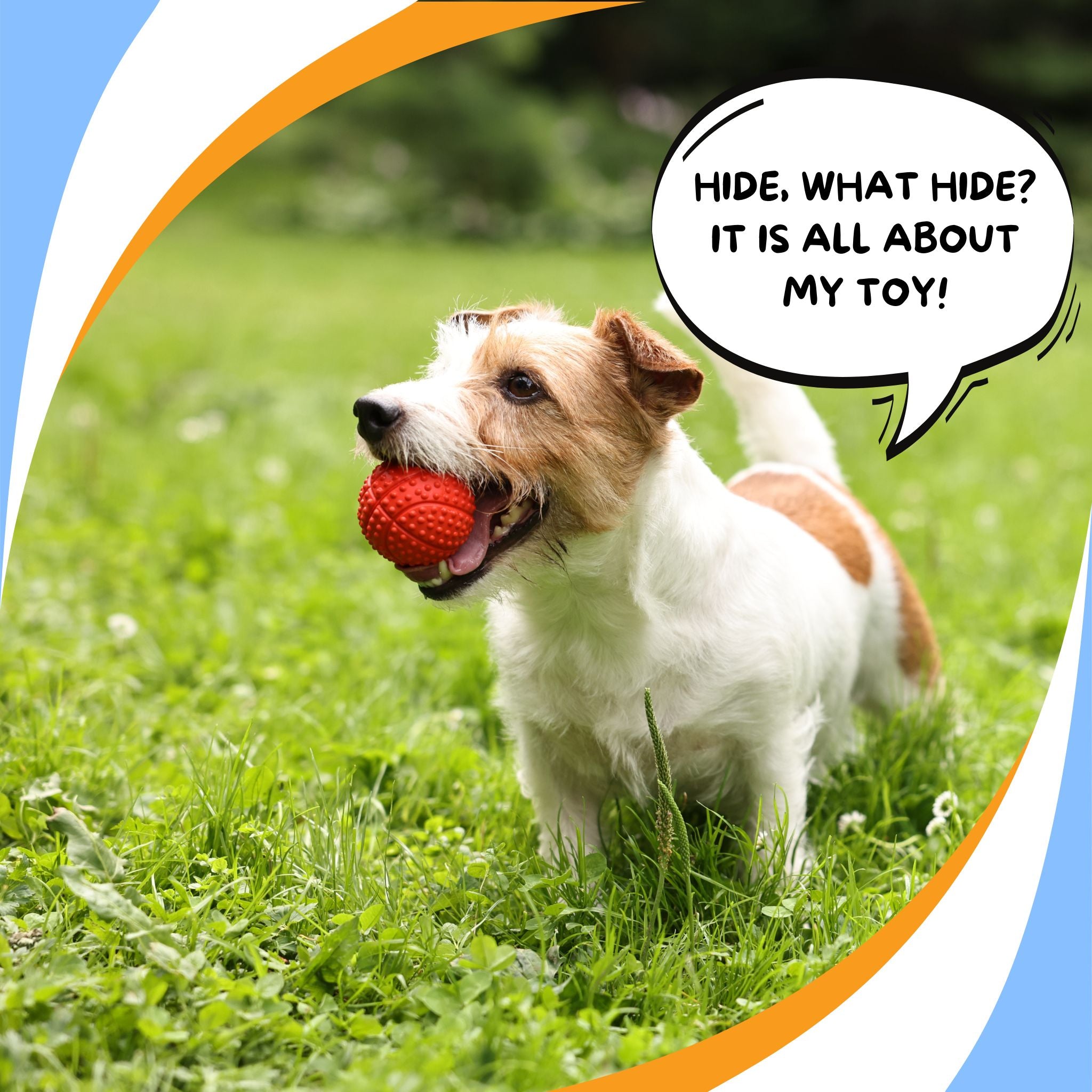 Decoding Toy Obsession in Your Searches Webinar – Scent Work University