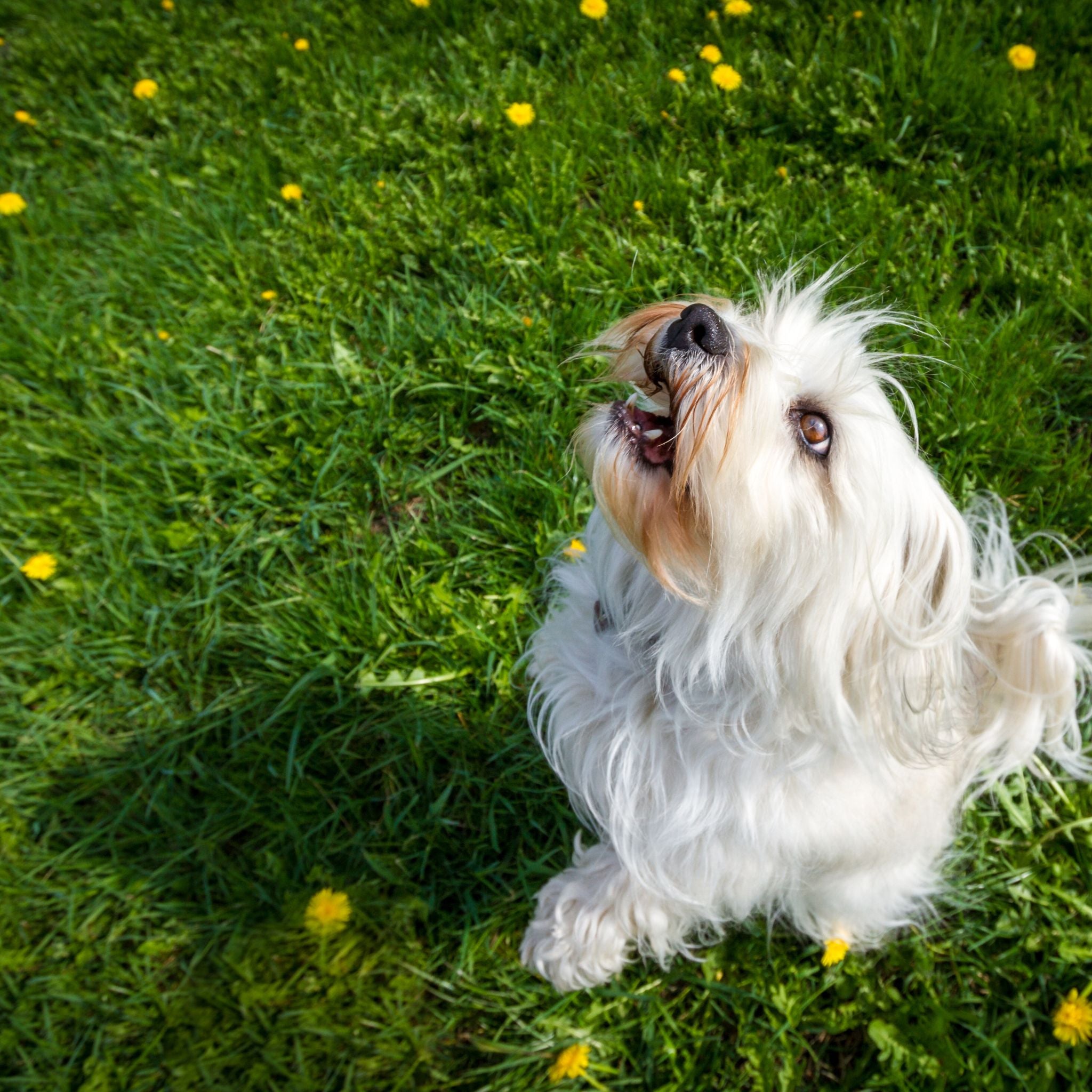 Elevated Hides for the Vertically Challenged Webinar – Scent Work ...