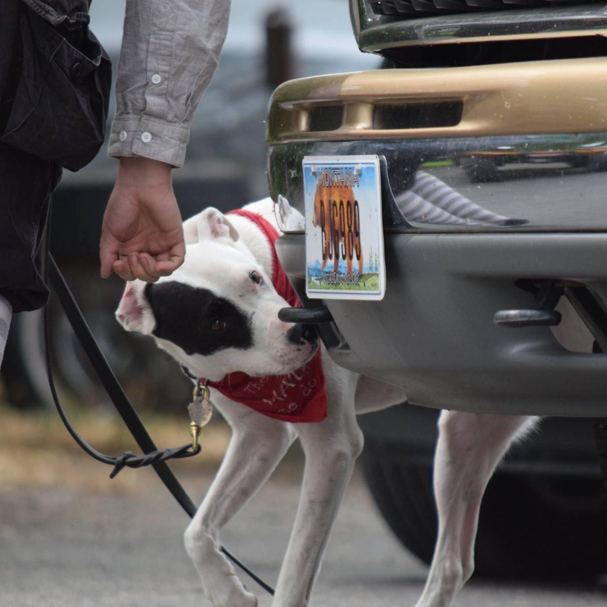 Hierarchy of Behavior Webinar – Scent Work University