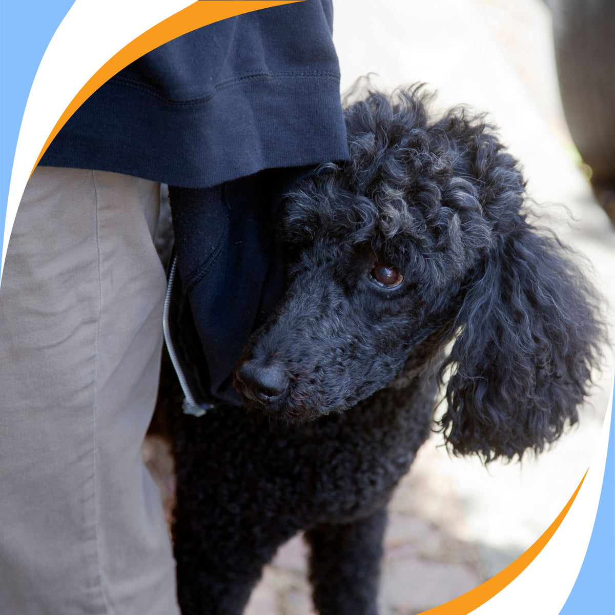 Scent Work University