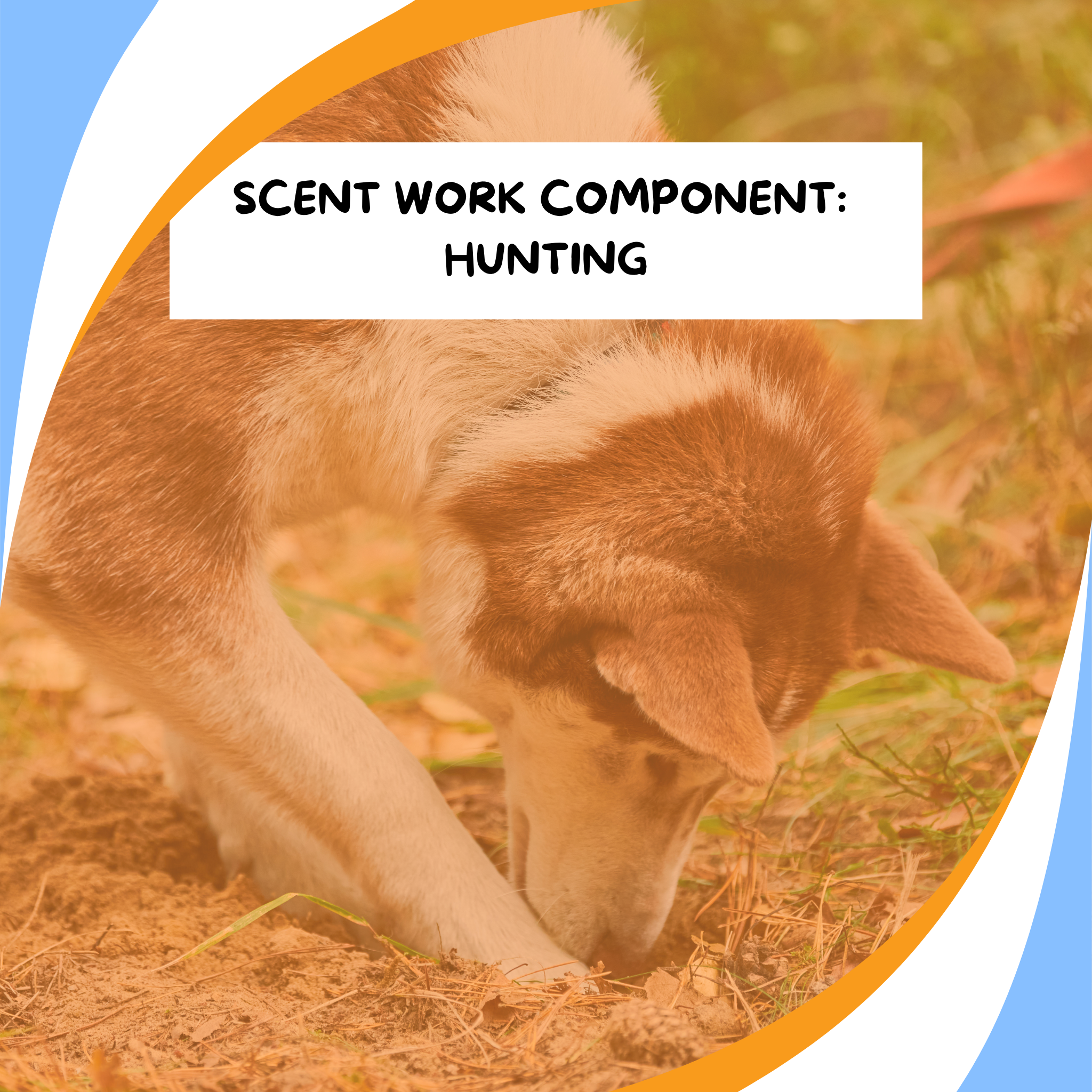 Components of Scent Work: Hunting Webinar – Scent Work University