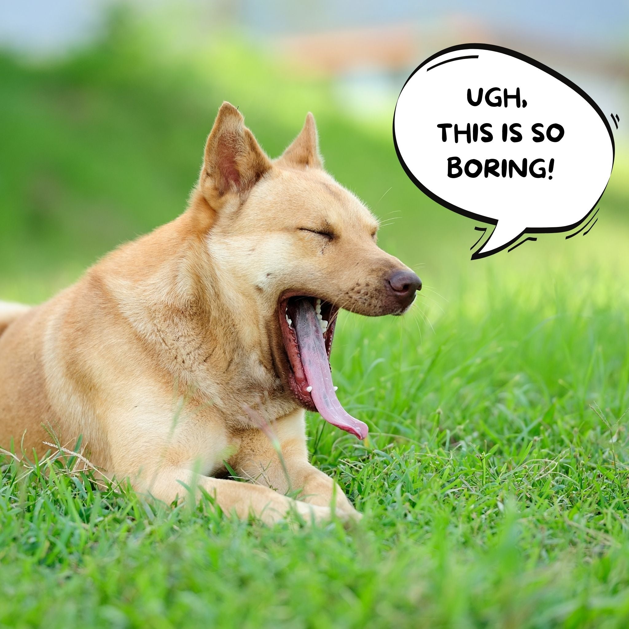 Instructors: Make Scent Work Foundations Fun Webinar – Scent Work ...