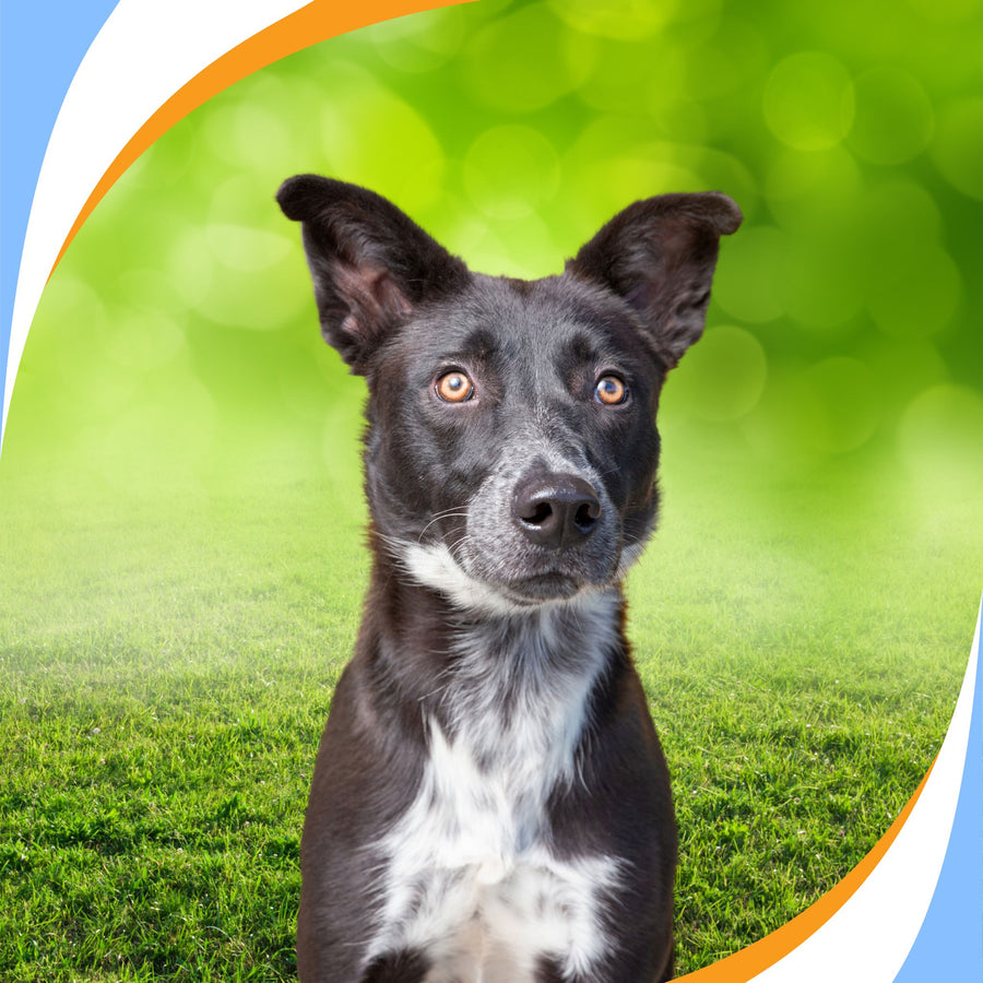 NACSW Program – Scent Work University