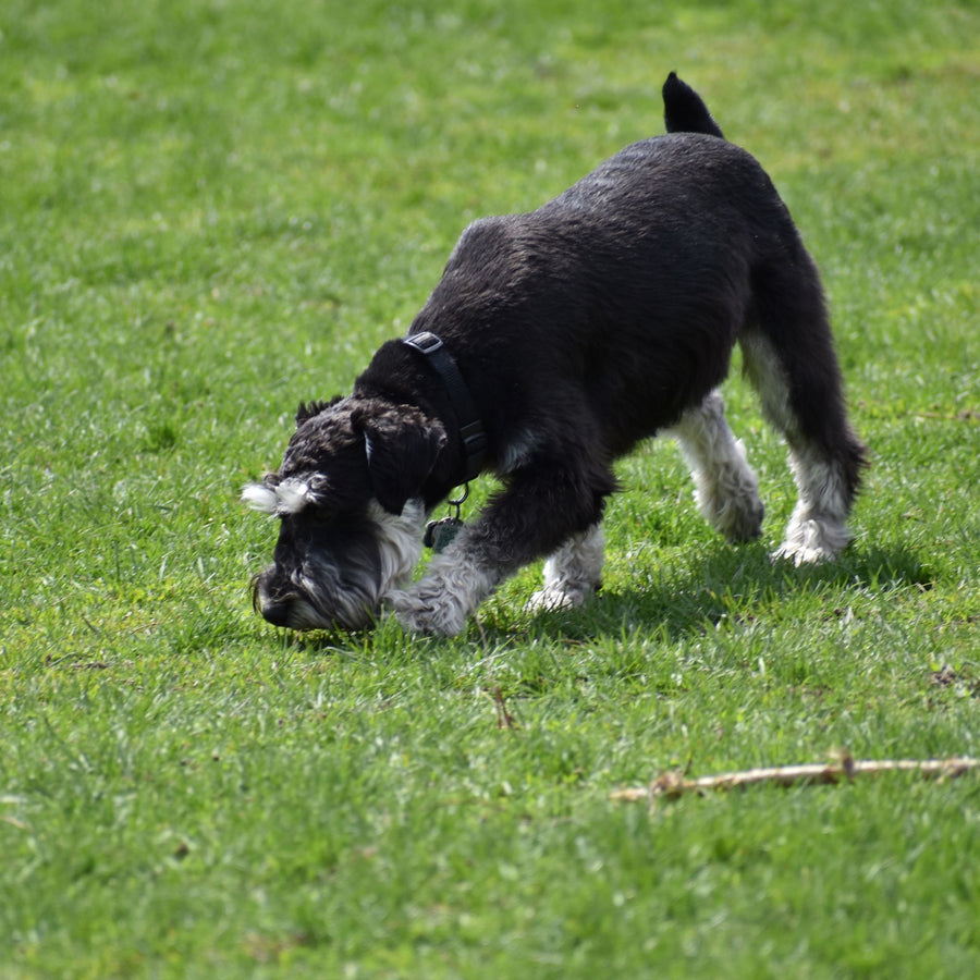 We've Got You Covered – Scent Work University