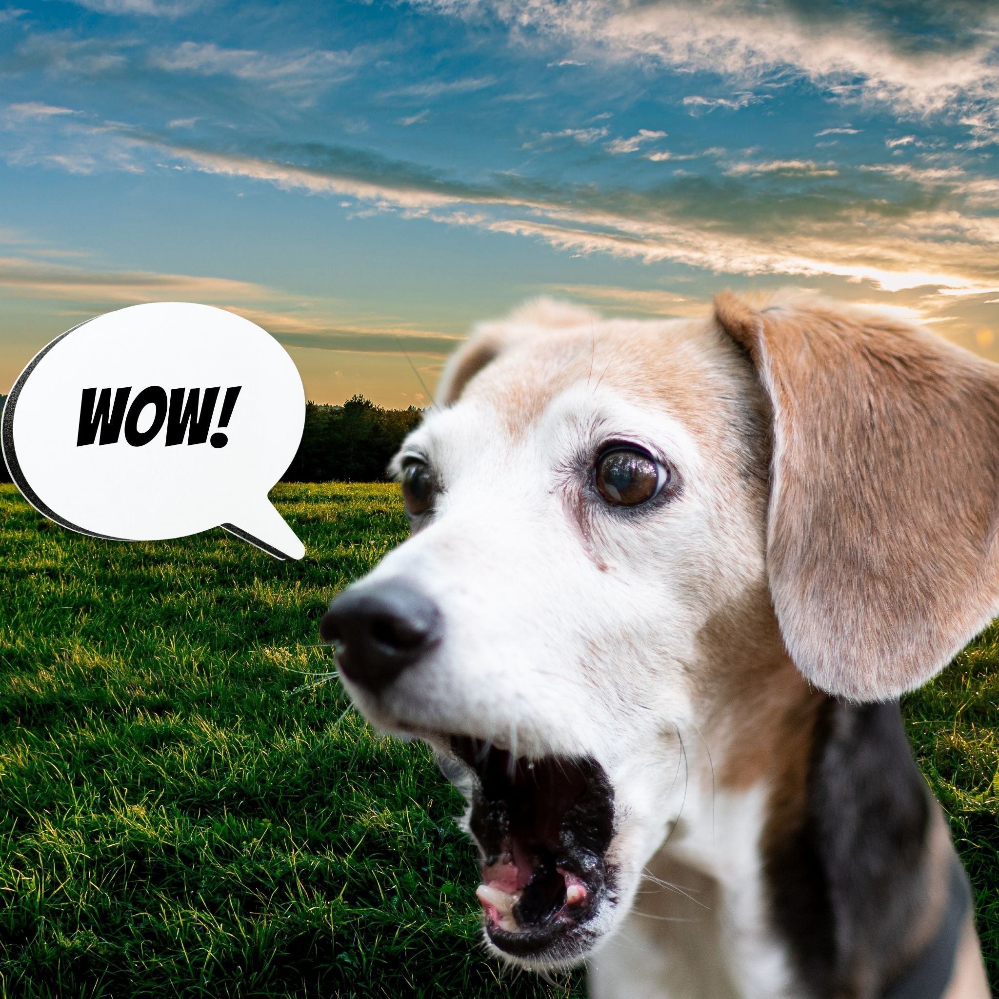 More Than Odor: Environmental Considerations Webinar – Scent Work ...