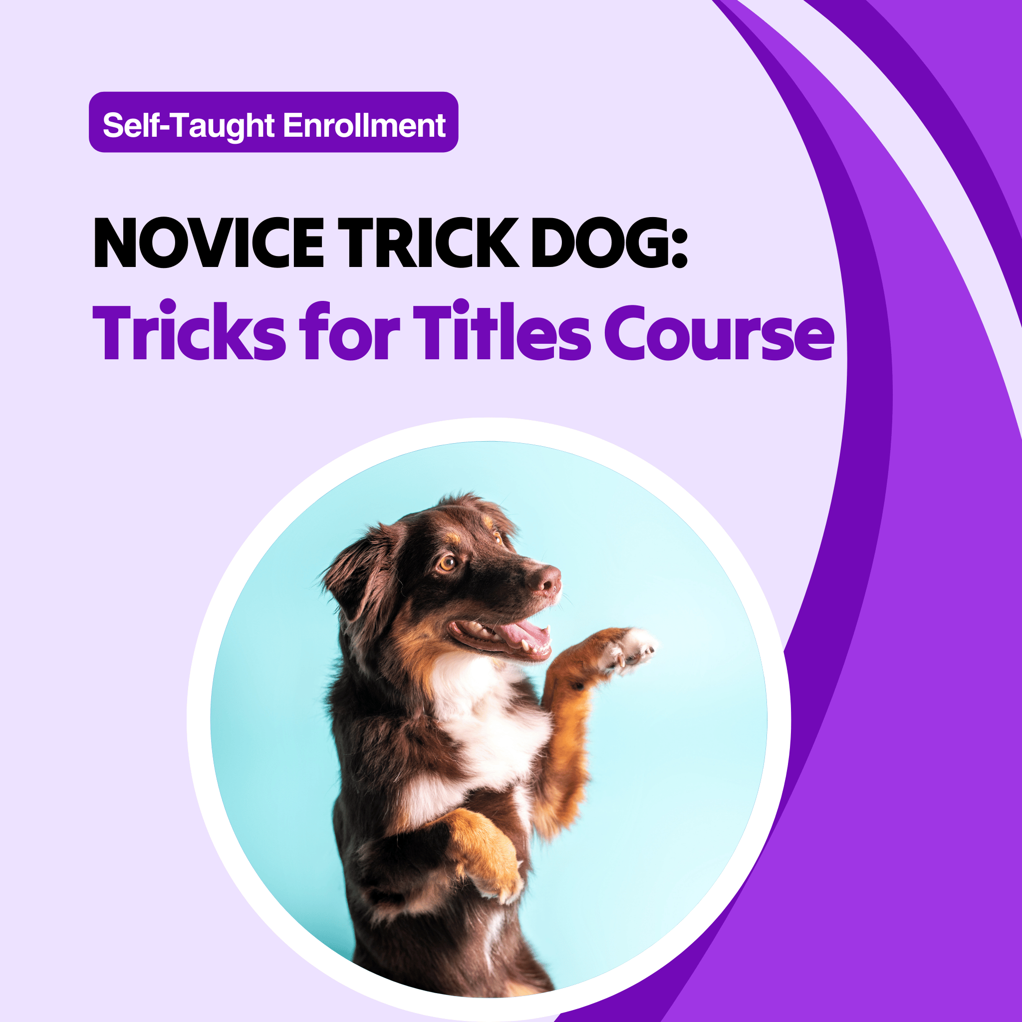 Novice Trick Dog: Tricks for Titles Course – Scent Work University