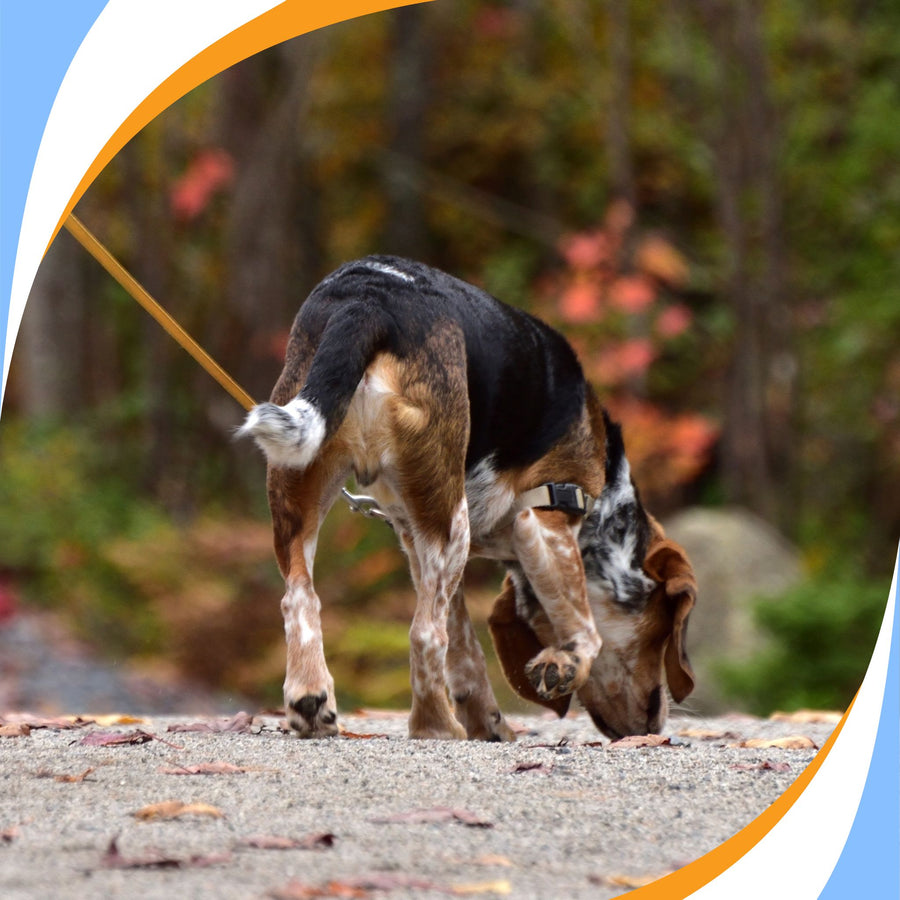 Learn About Odor – Scent Work University