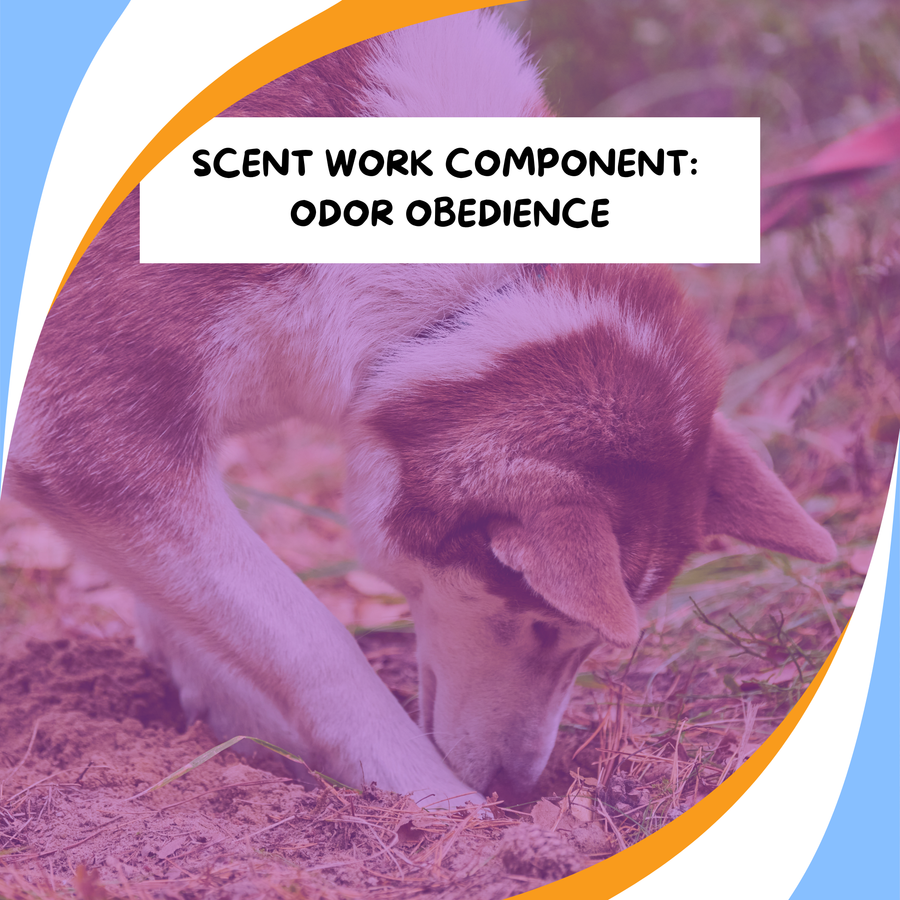 Scent Work University