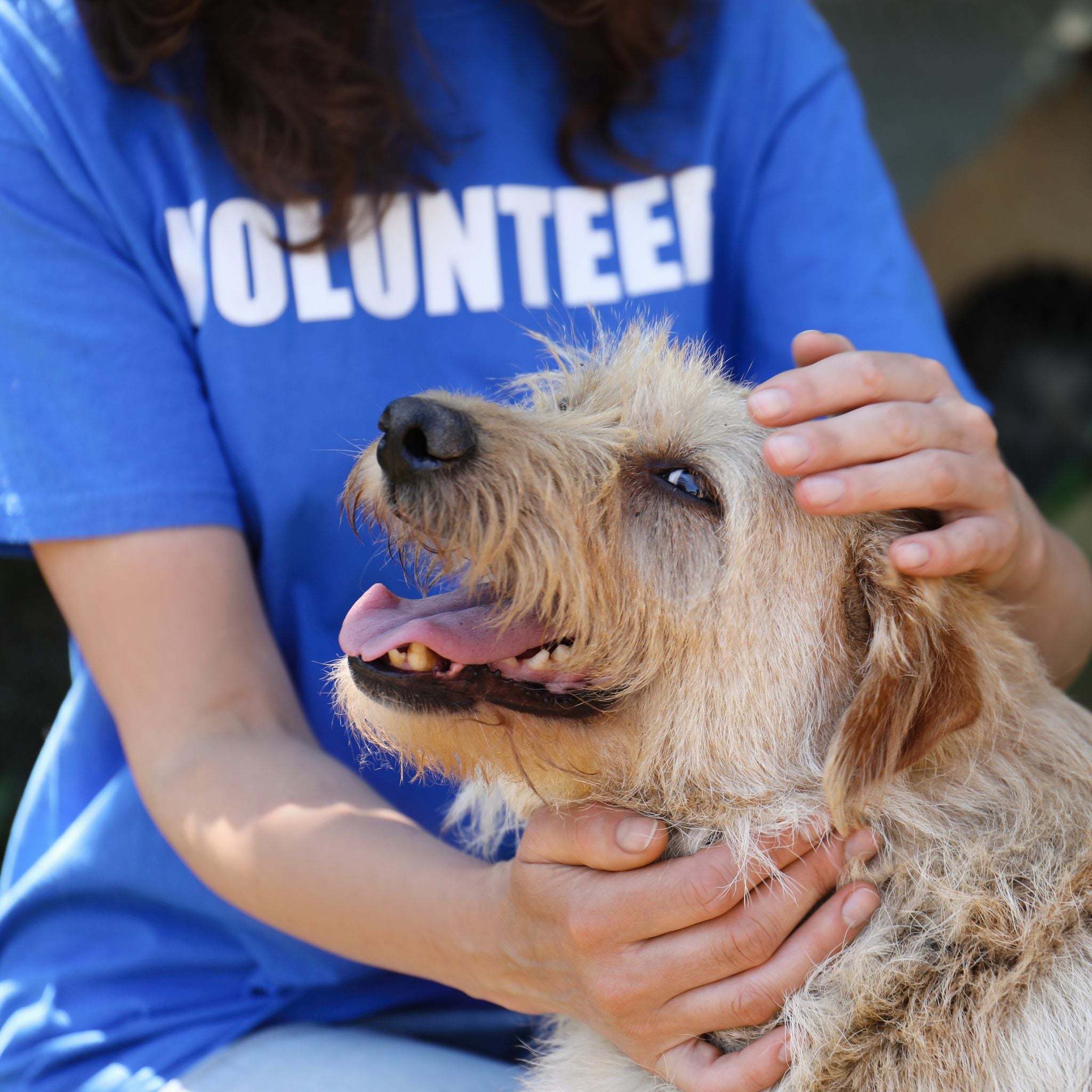 The Power of Sniffing: Leveraging Nose Work to Acclimate Foster and Sh ...
