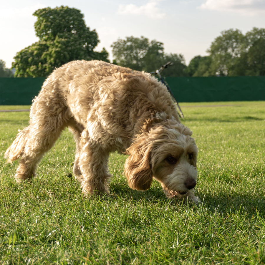 Scent Work University