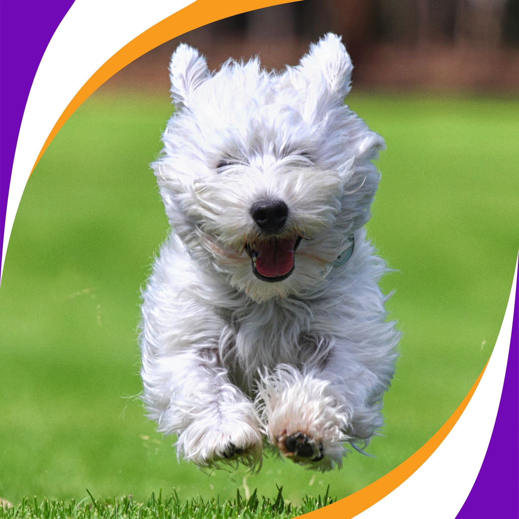 Rapid Recall Course – Scent Work University