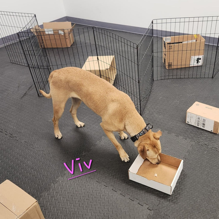 Scent Work University