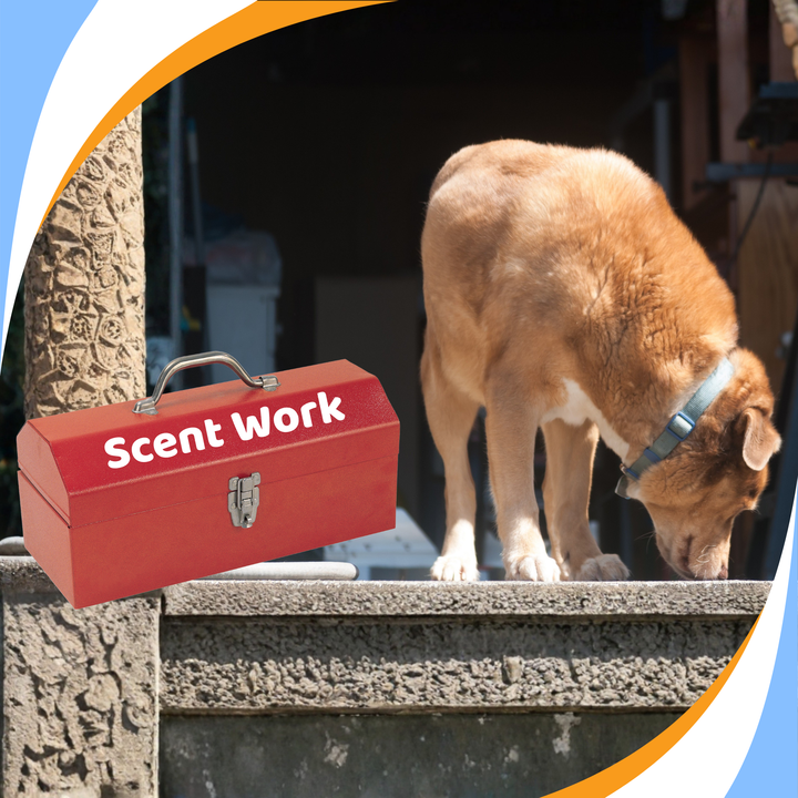Scent Work Toolbox: Choosing the Best Tool Virtual Event – Scent Work University
