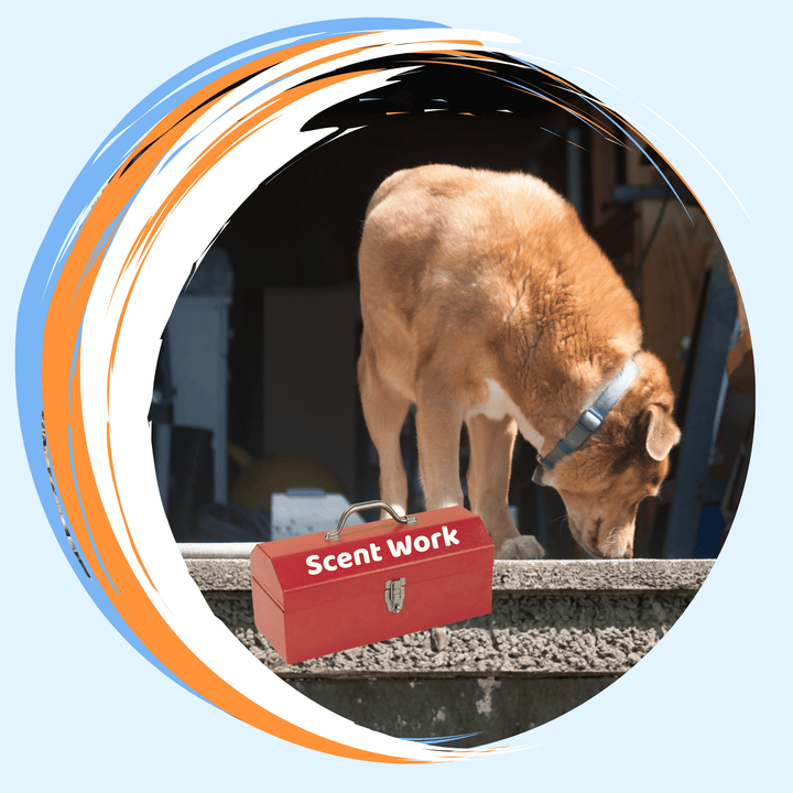 Scent Work Toolbox: Choosing the Best Tool Virtual Event – Scent Work ...