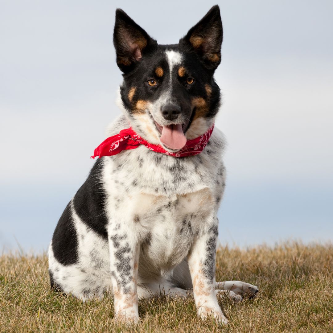 Stress-Free Learning and Trialing with a Reactive Dog Webinar – Scent ...