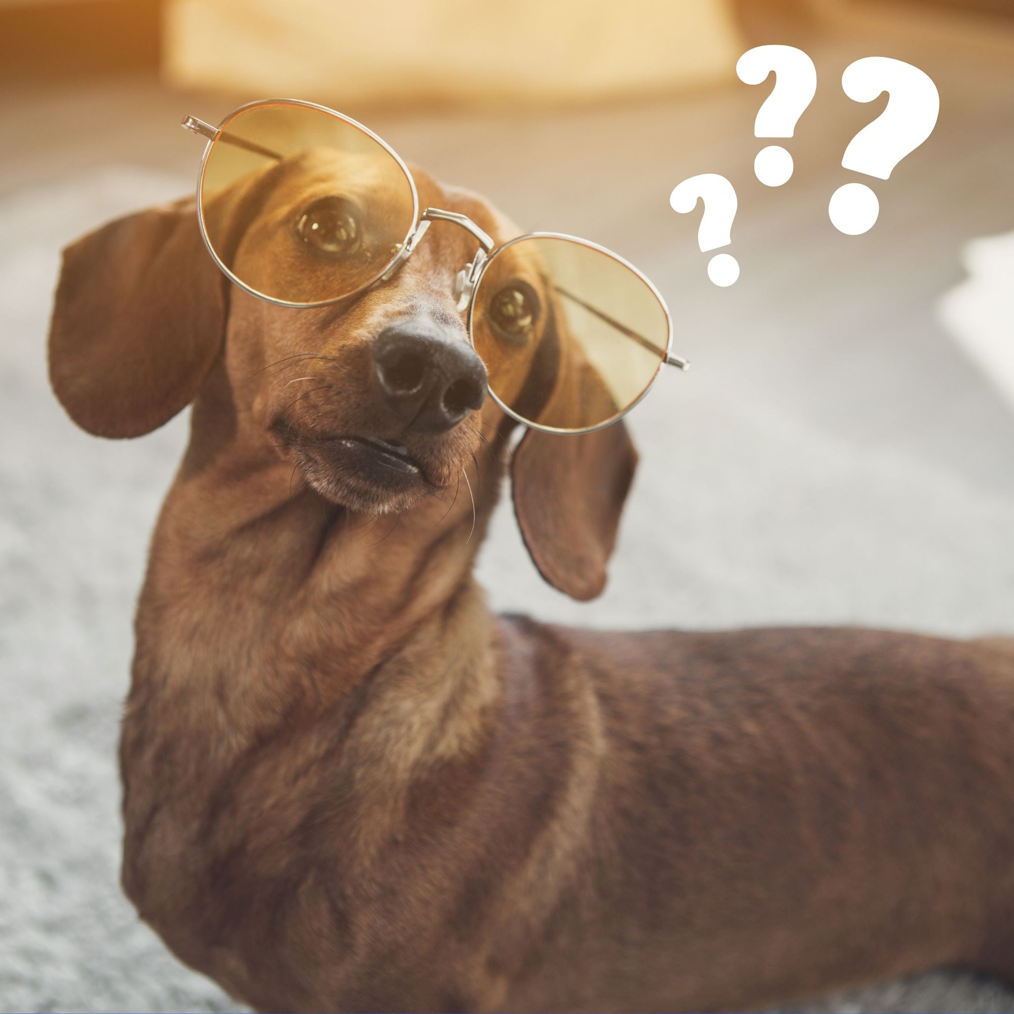 Tools to Help Design Your Scent Work Searches Webinar – Scent Work ...