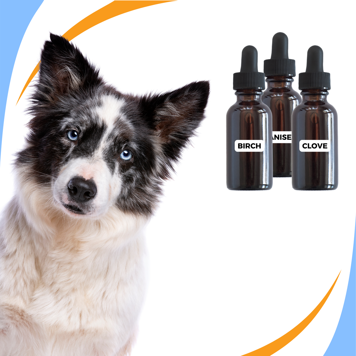 NACSW Program – Scent Work University