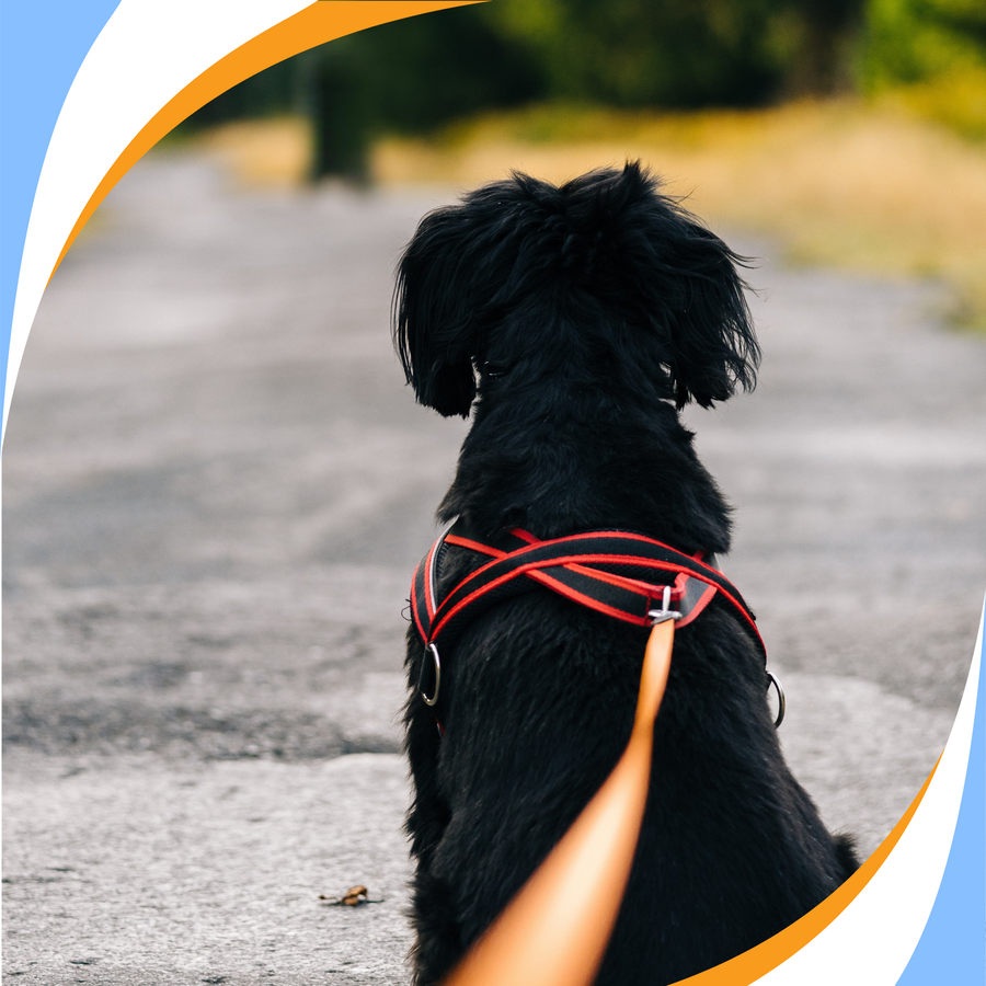 Ep. 138: Anita Ambani and Project Poodle – Scent Work University