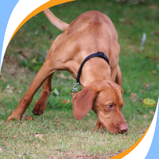 Train the Drive Webinar – Scent Work University