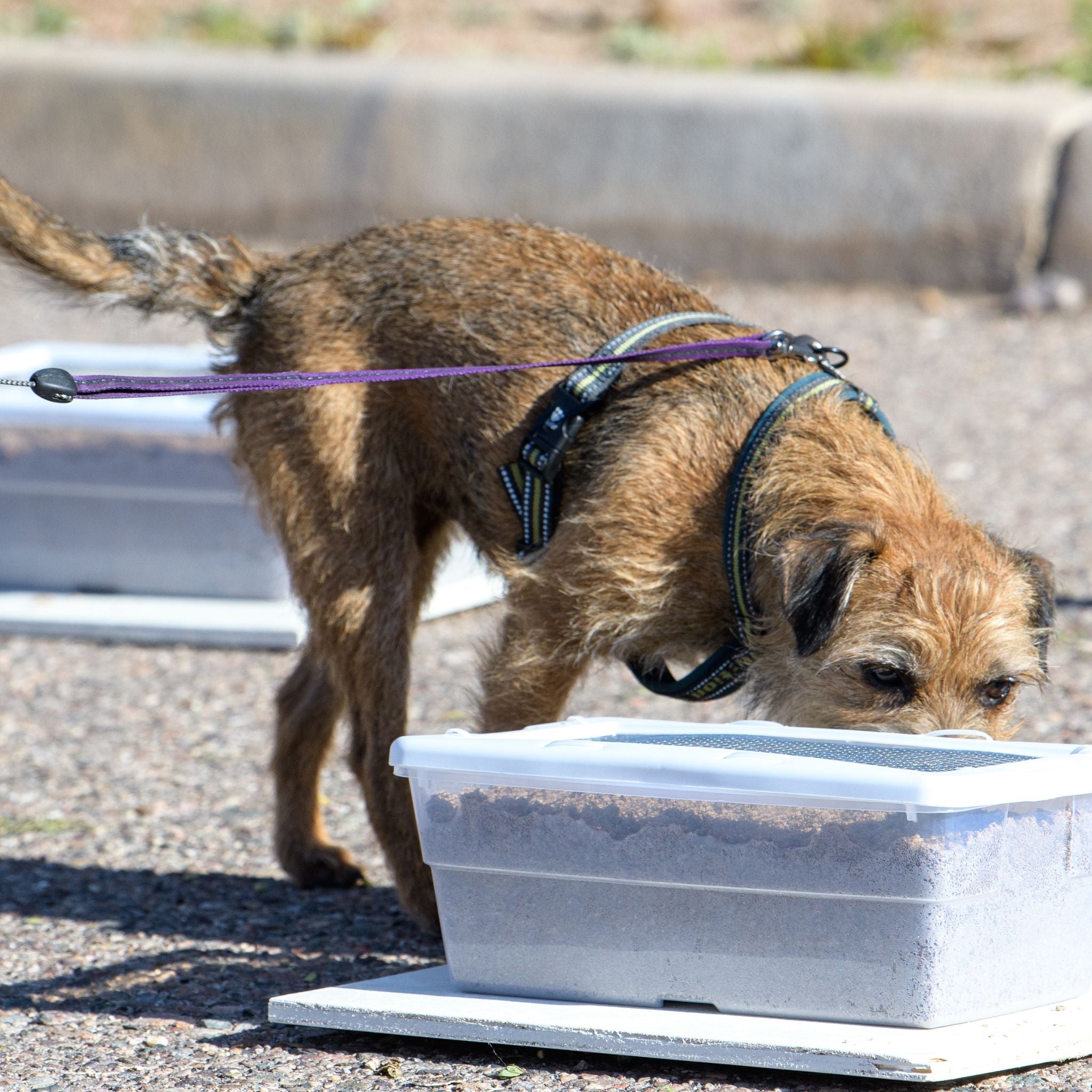 Trial and Error Webinar – Scent Work University