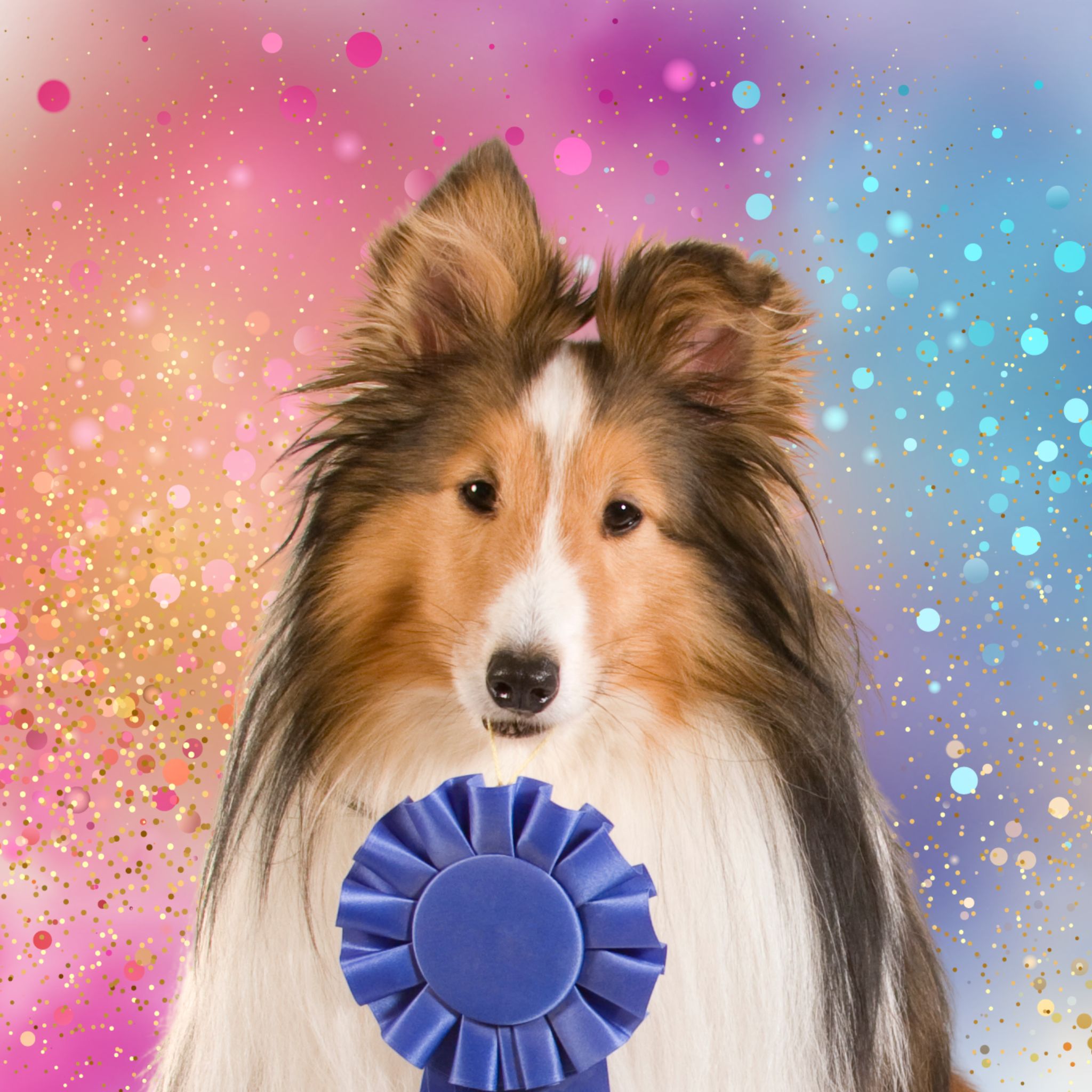 Improving Scent Work Trials for Everyone Virtual Symposium – Scent Work ...